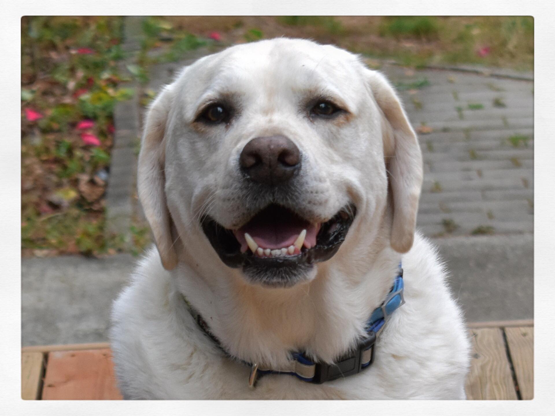 Charming ol’ Goodboy | Scrolller