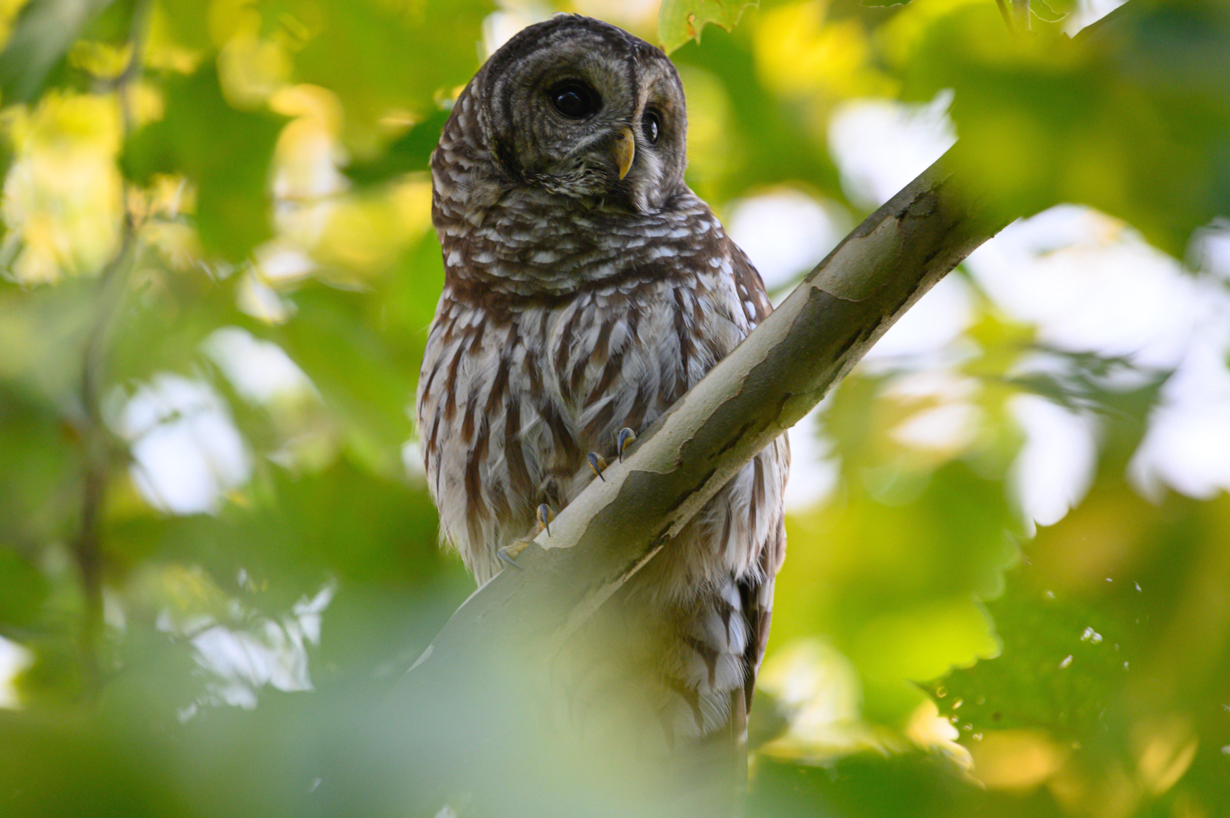 Check out this Barred Owl I saw in my backyard | Scrolller
