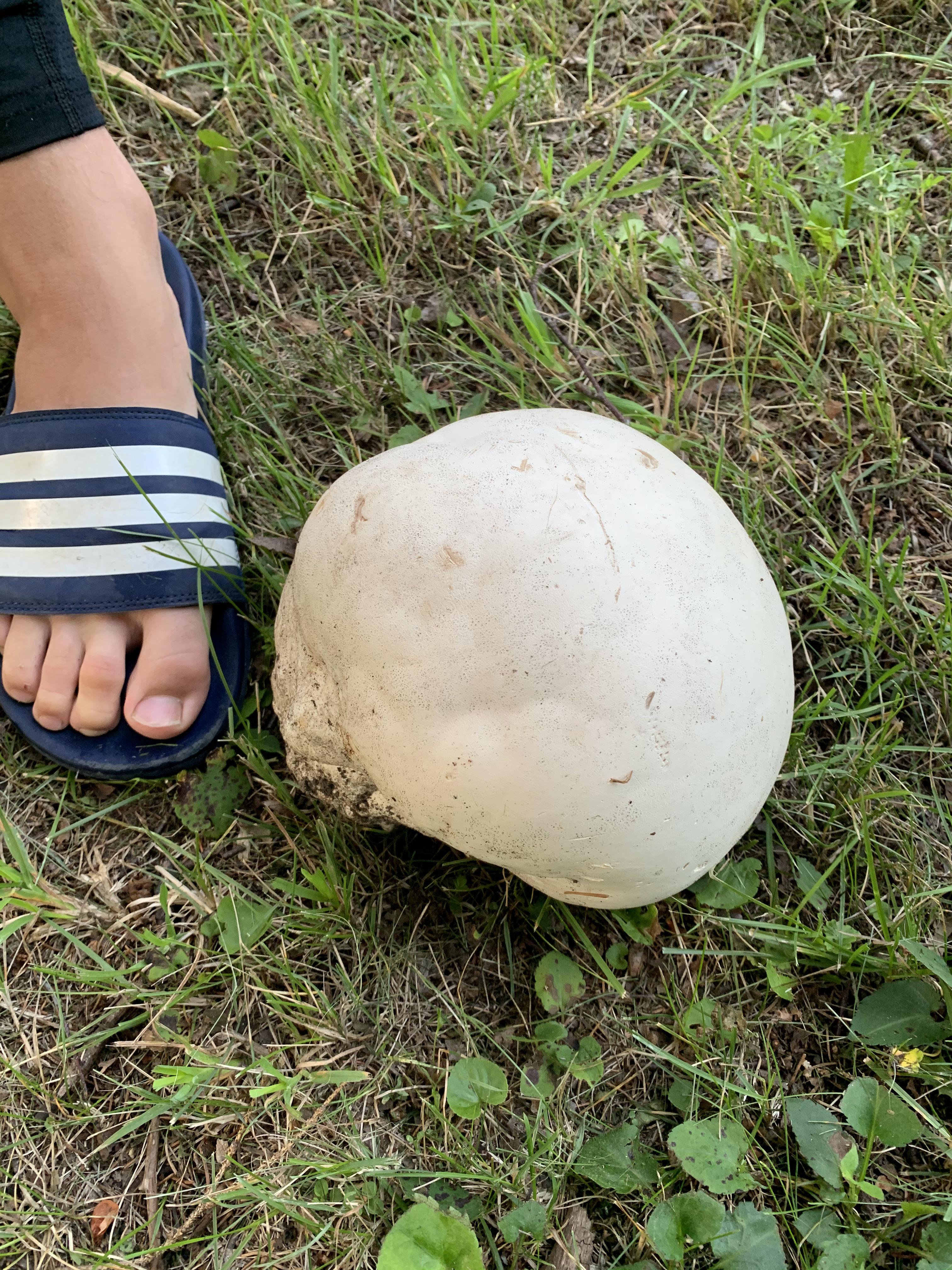 Check out this giant puffball next to my son’s size 12 foot - never seen one before - very ...