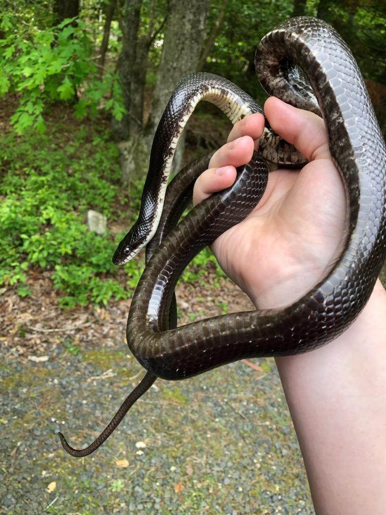 Check out this shiny boi | Scrolller