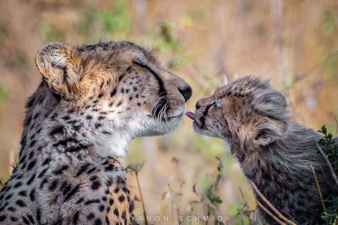 Cheetah and Cub Blep | Scrolller