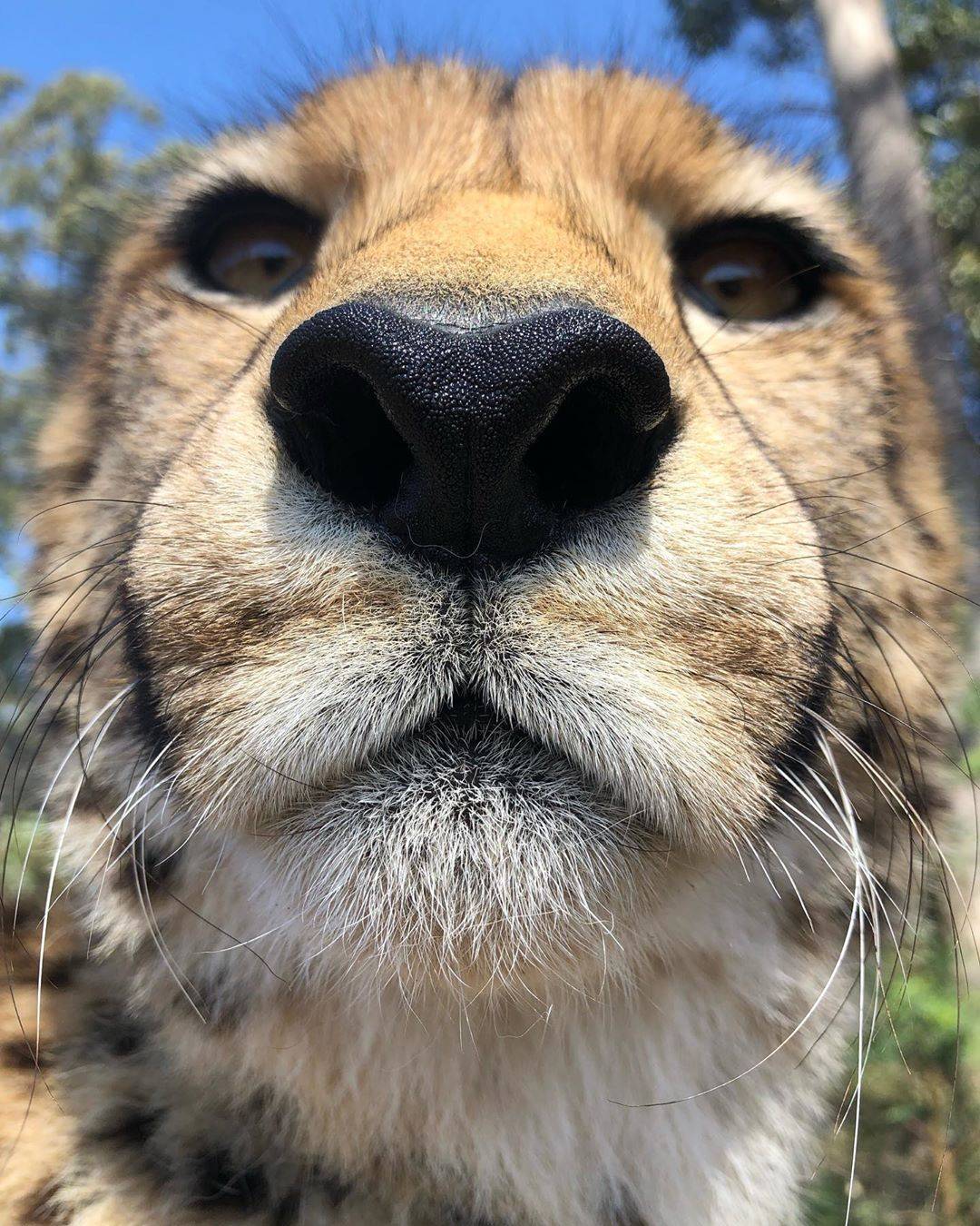 Cheetah boop | Scrolller