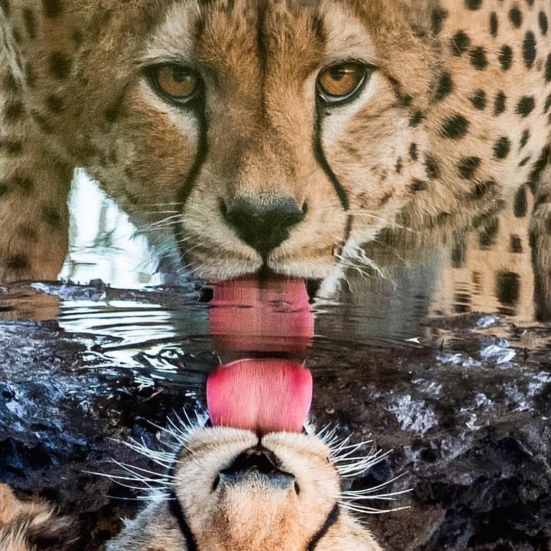 Cheetah Lick | Scrolller