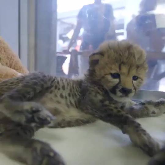 Cheetah sisters. | Scrolller