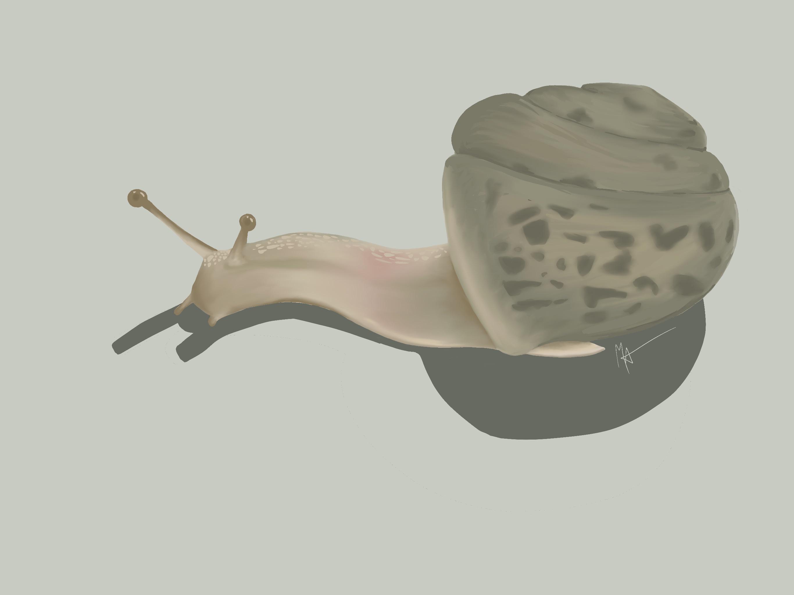 Cheeto the snail! | Scrolller