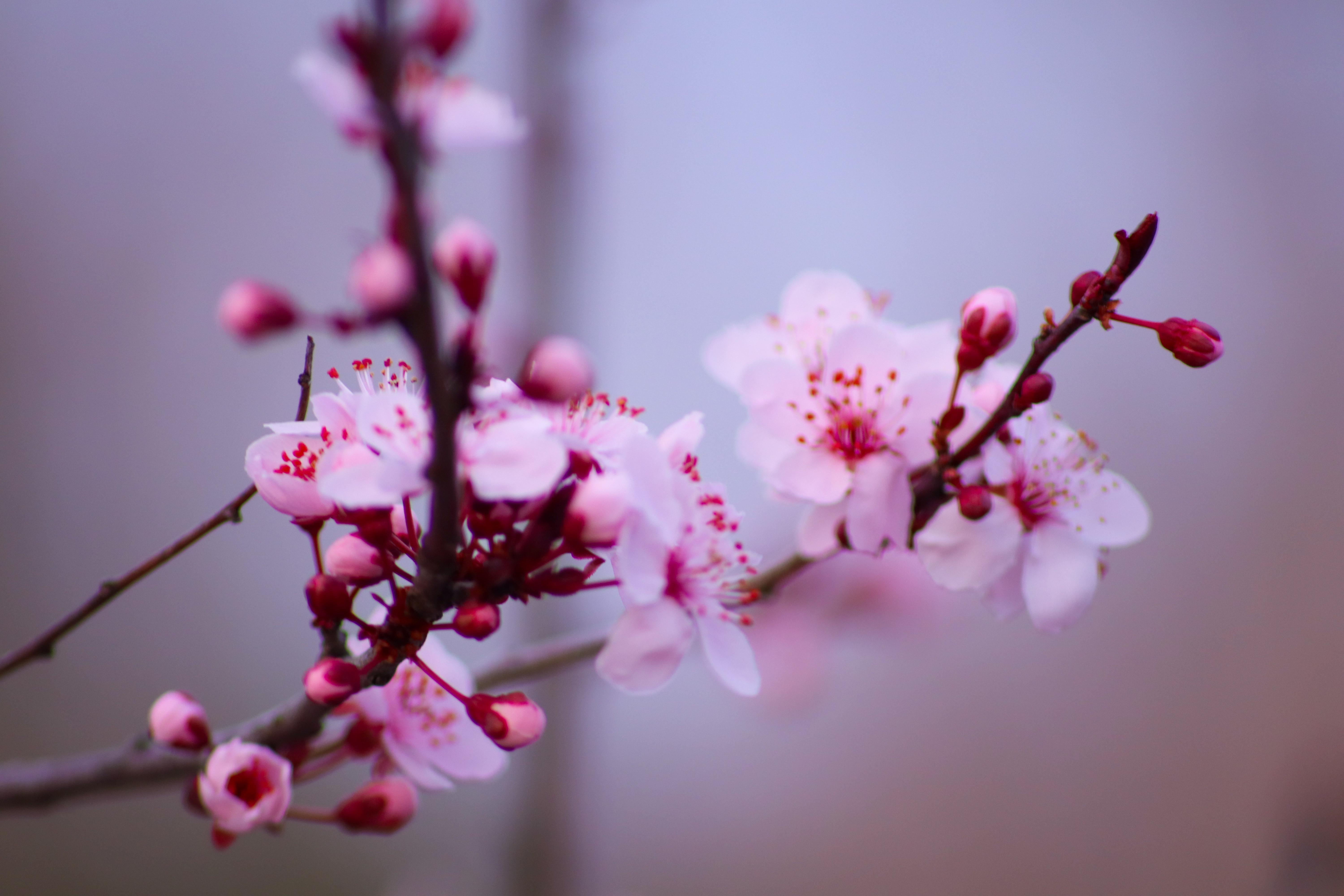 Cherry blossom | Scrolller