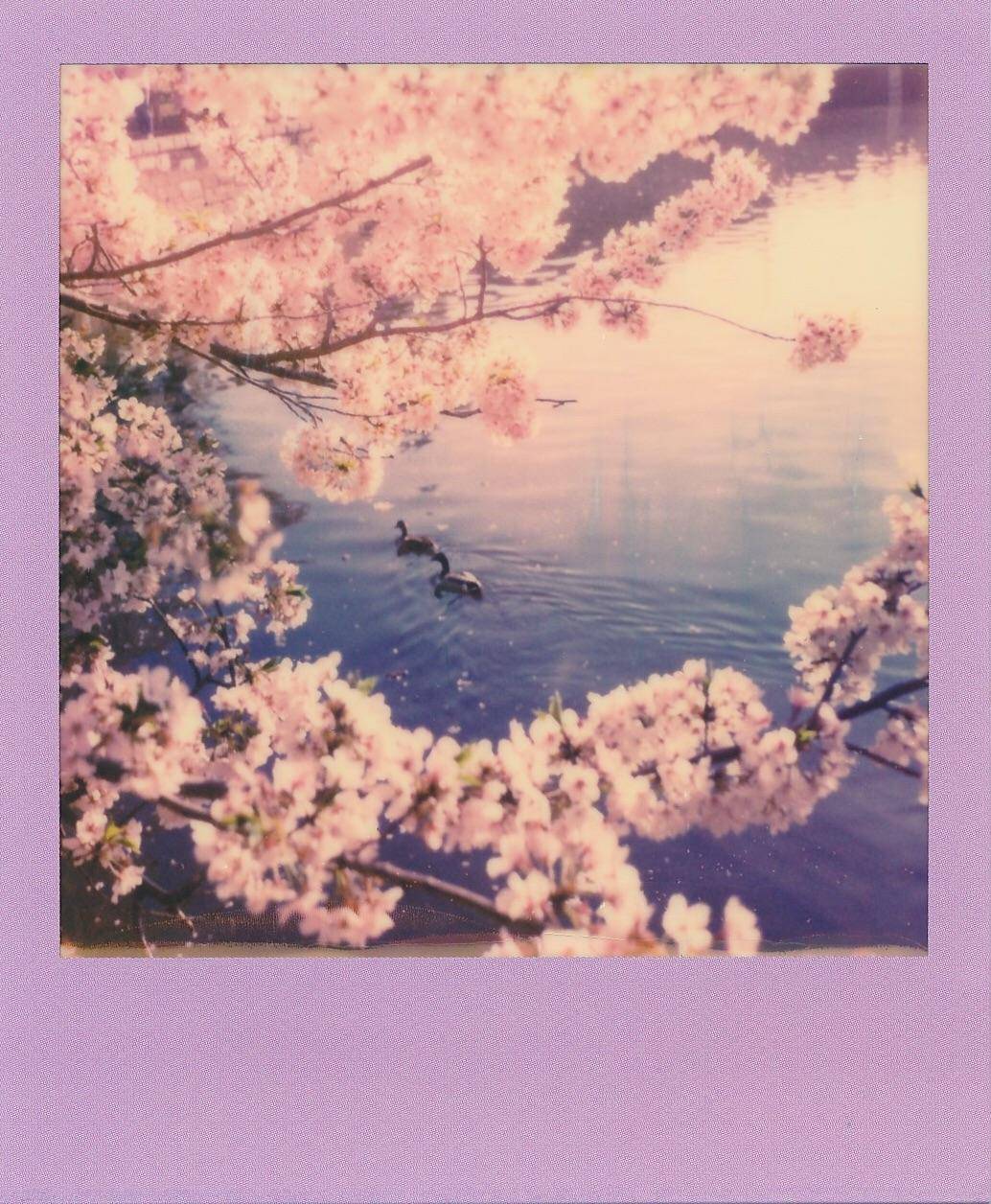 Cherry Blossom Festival / SX-70 | Scrolller