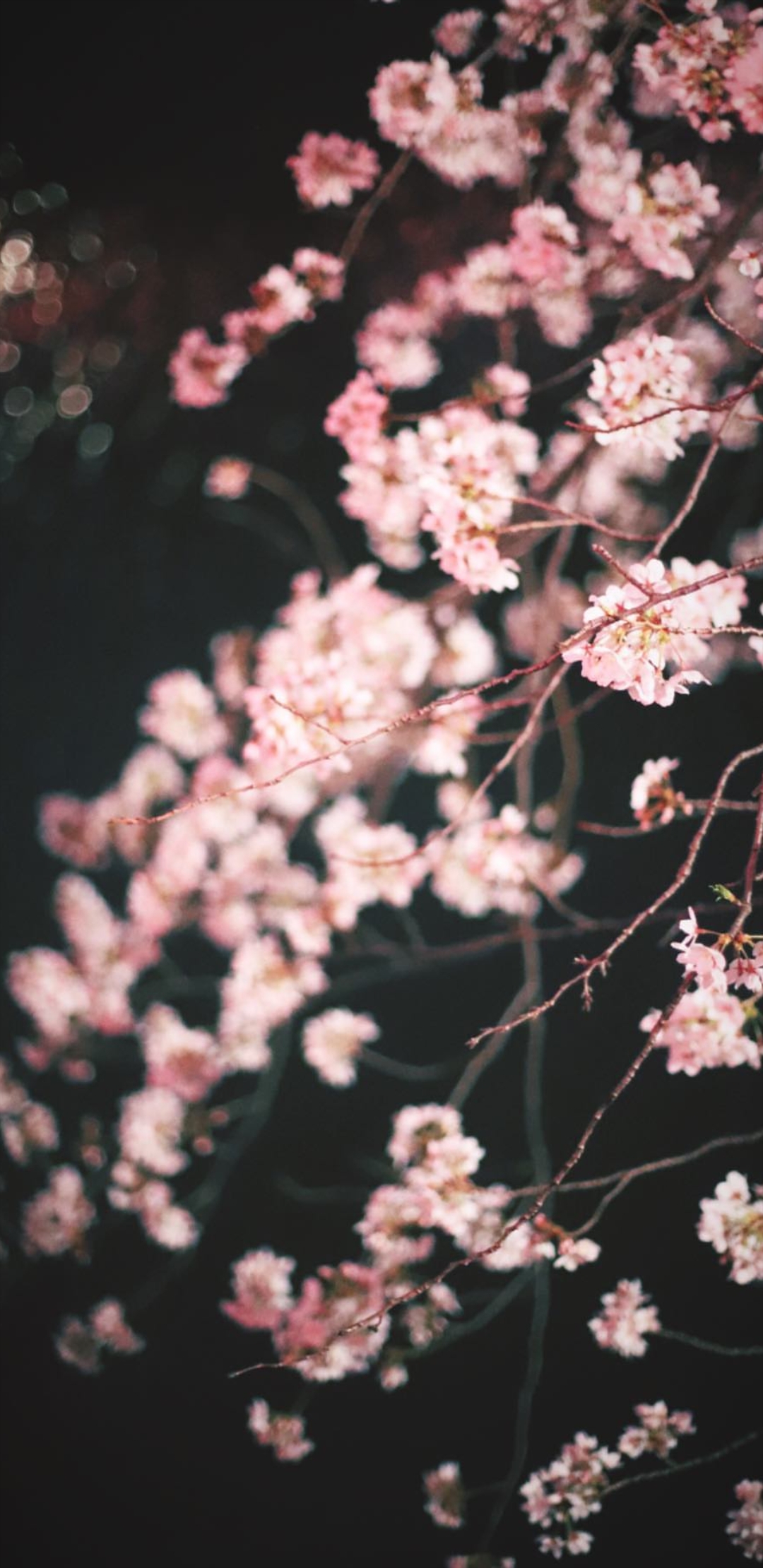 Cherry Blossom Tree 1080x2220 Scrolller