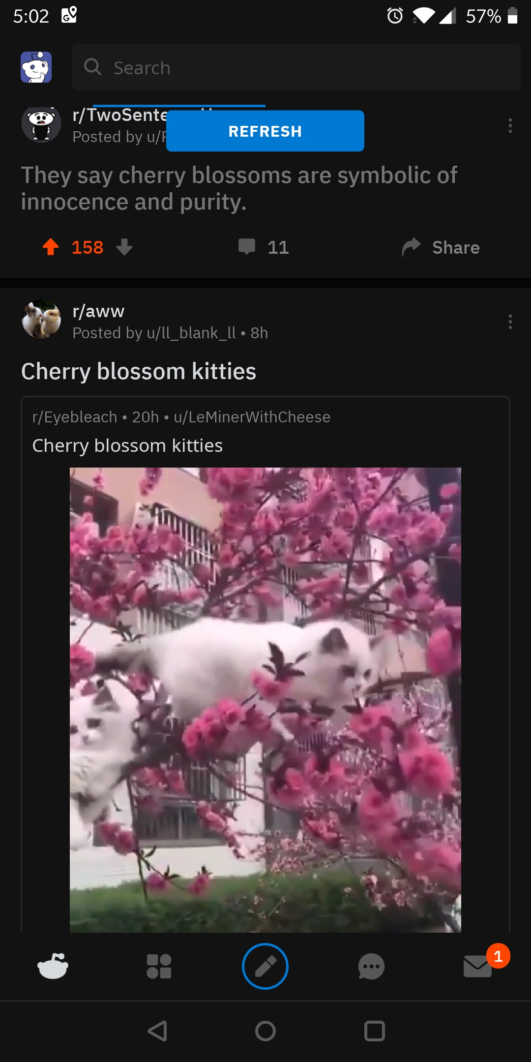 Cherry Blossoms | Scrolller