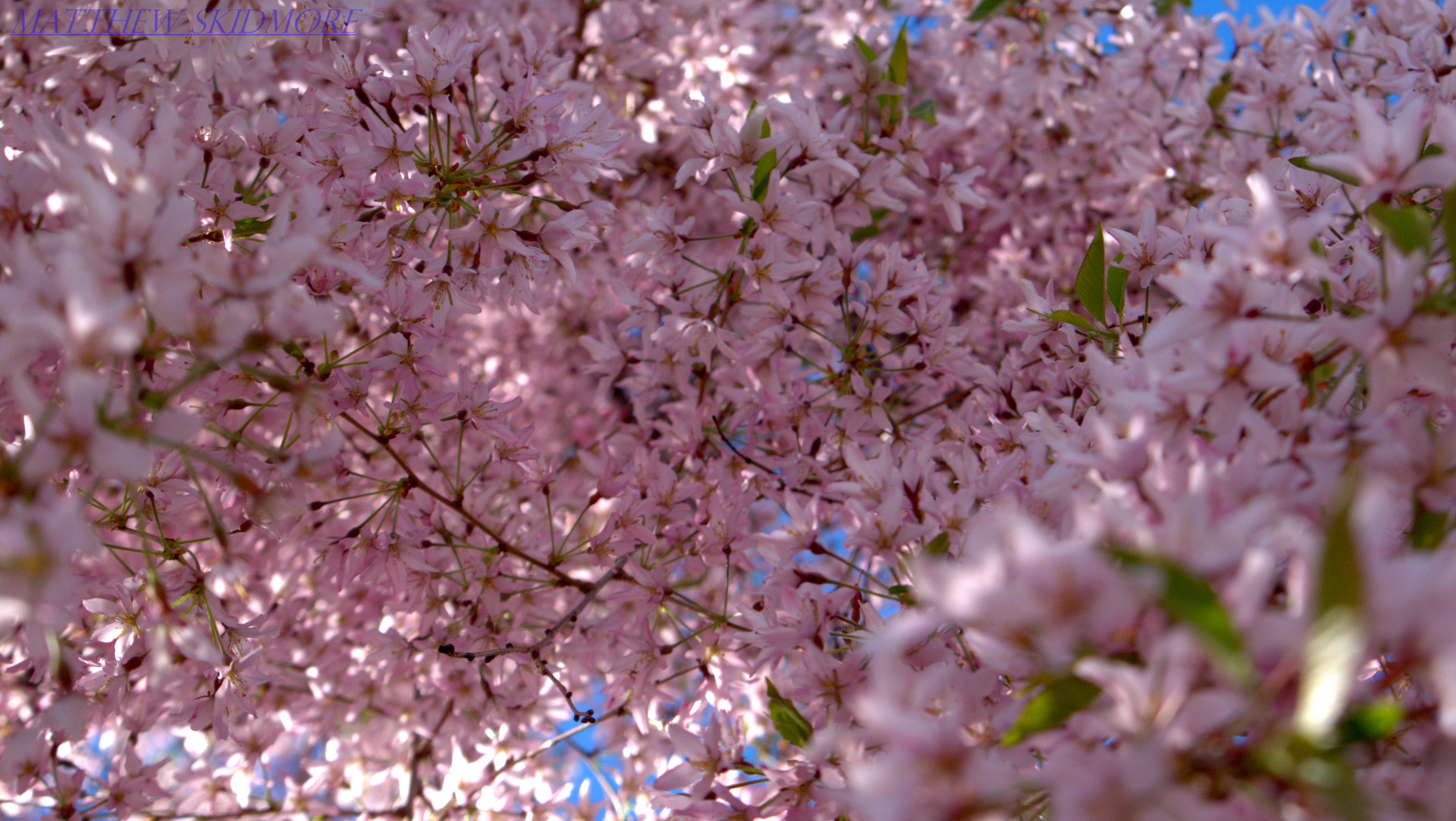 Cherry Blossoms | Scrolller
