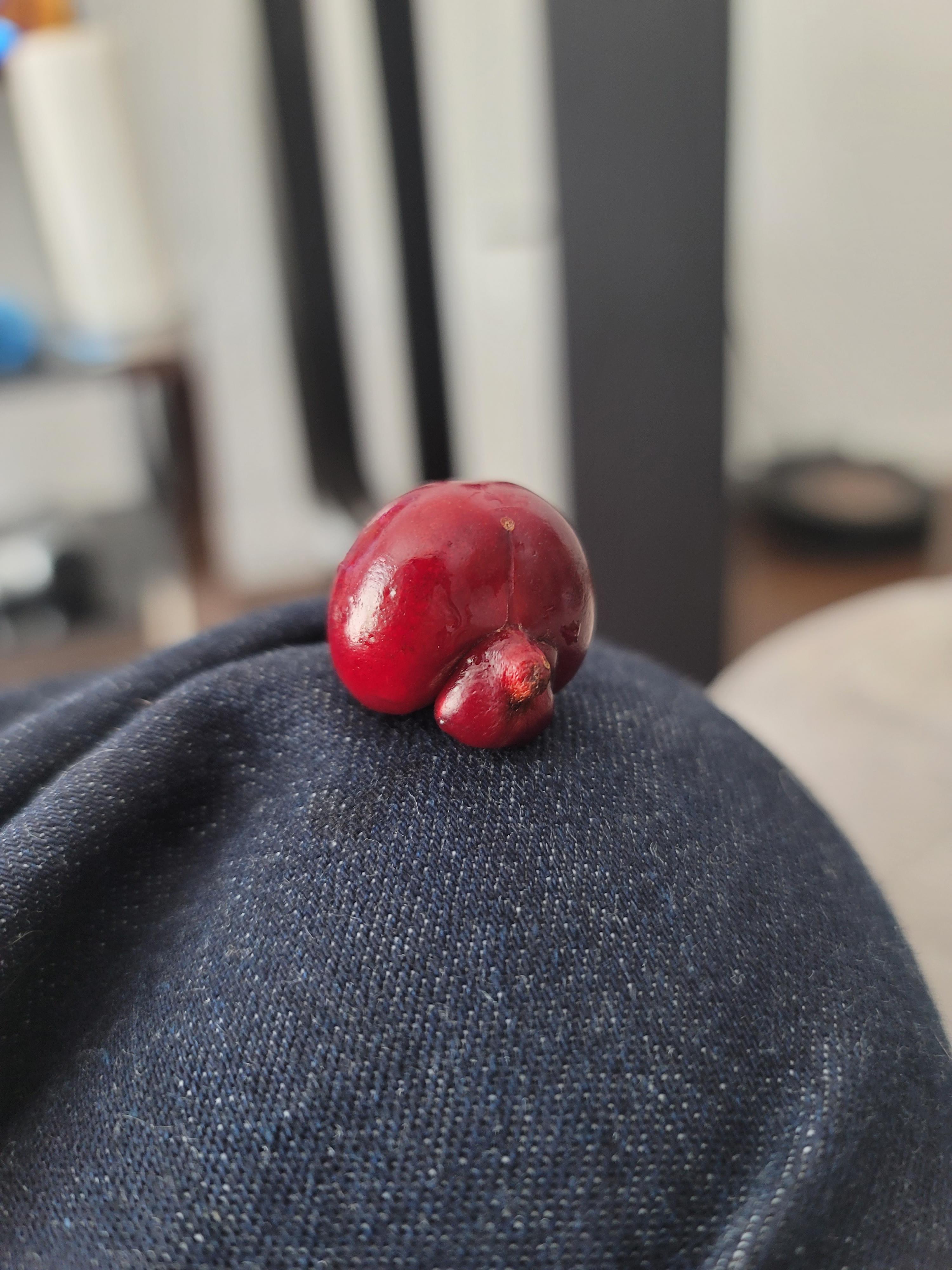 Cherry Season Scrolller