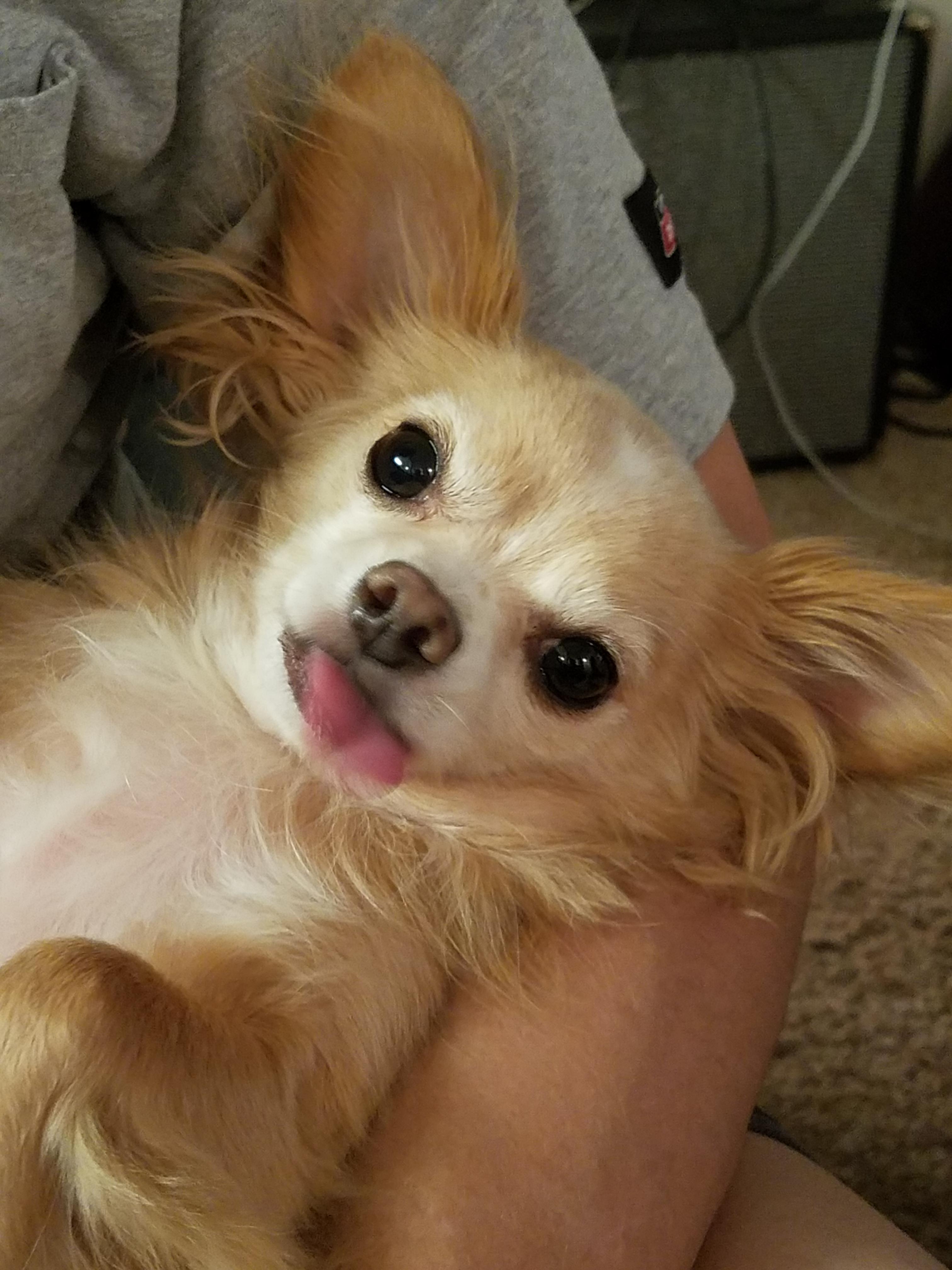 Chi Appreciation Day! | Scrolller