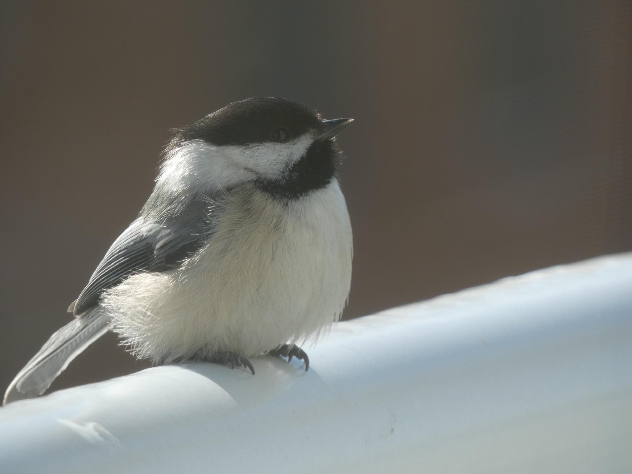 Chickadee | Scrolller