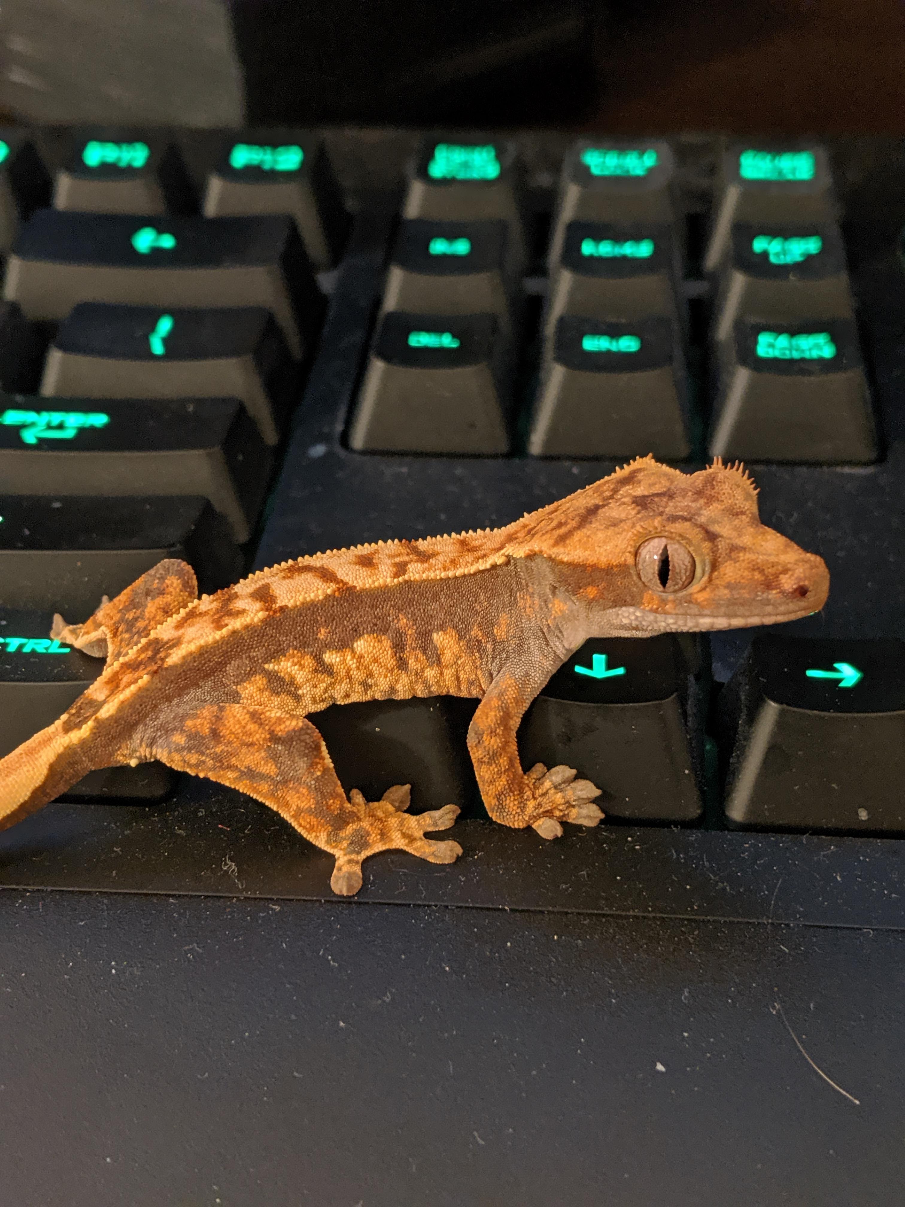 Chili, the gamer gecko! | Scrolller