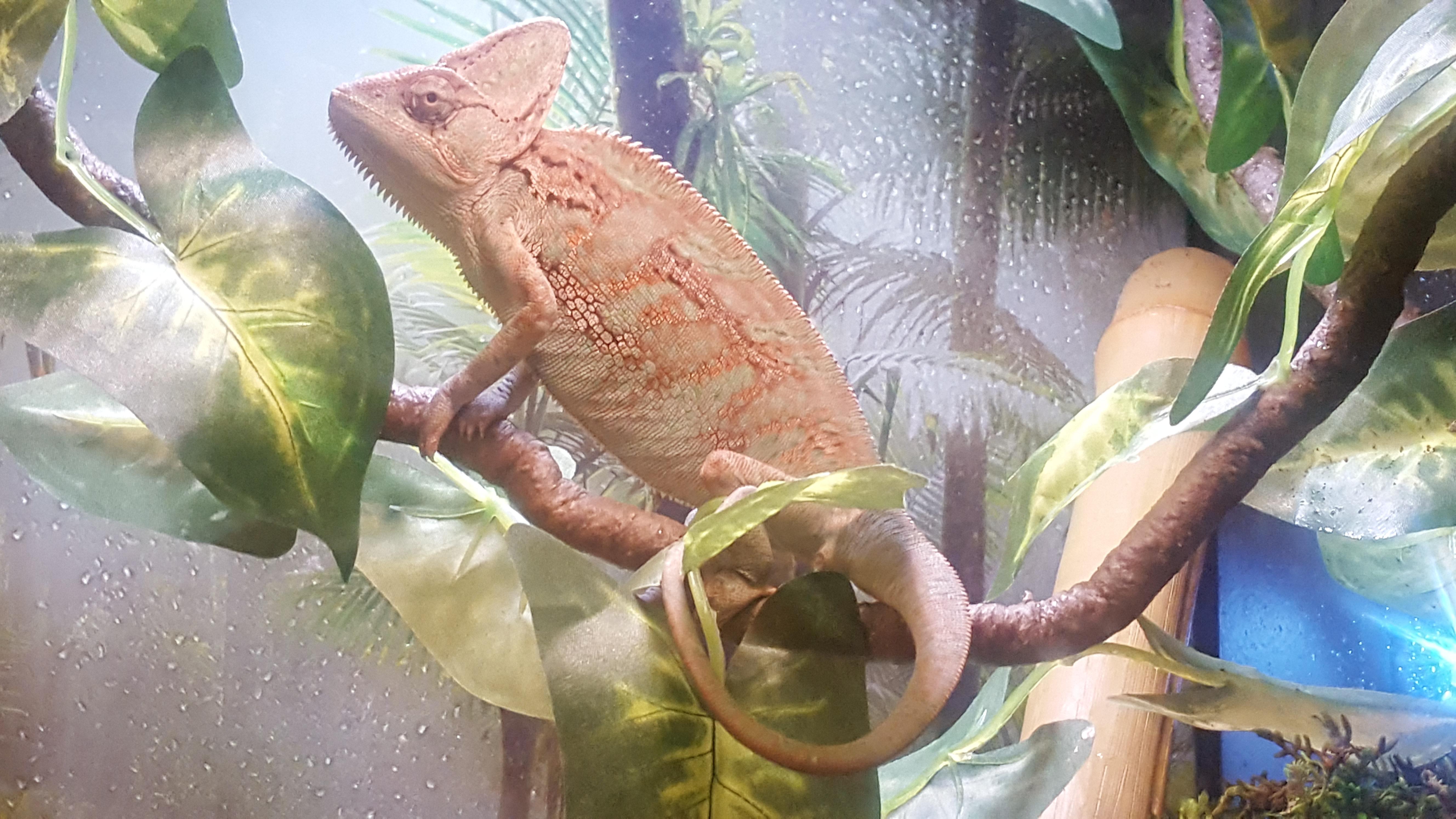 Chillin Like A Villain Scrolller