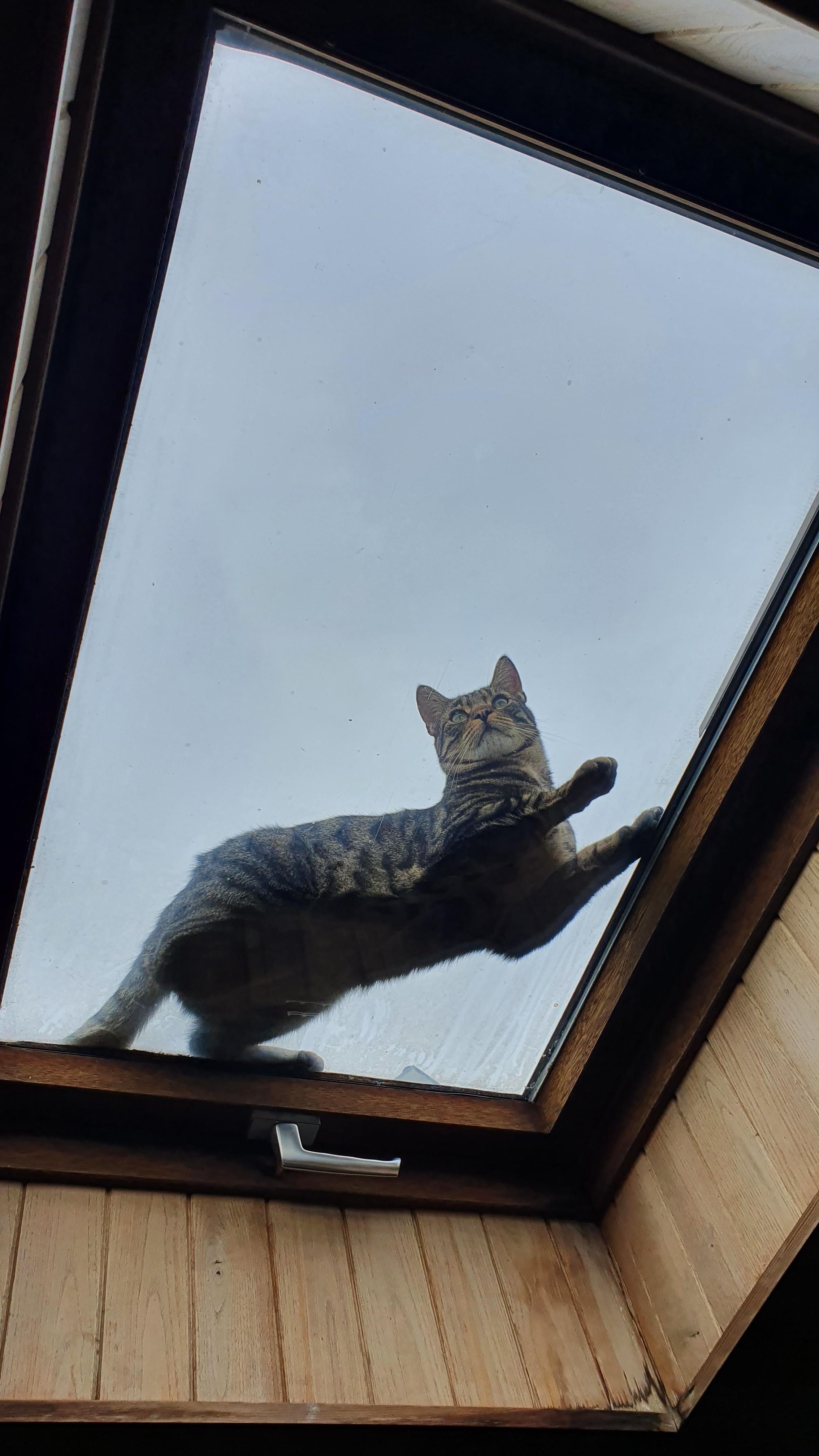 Chilling on the skylight | Scrolller