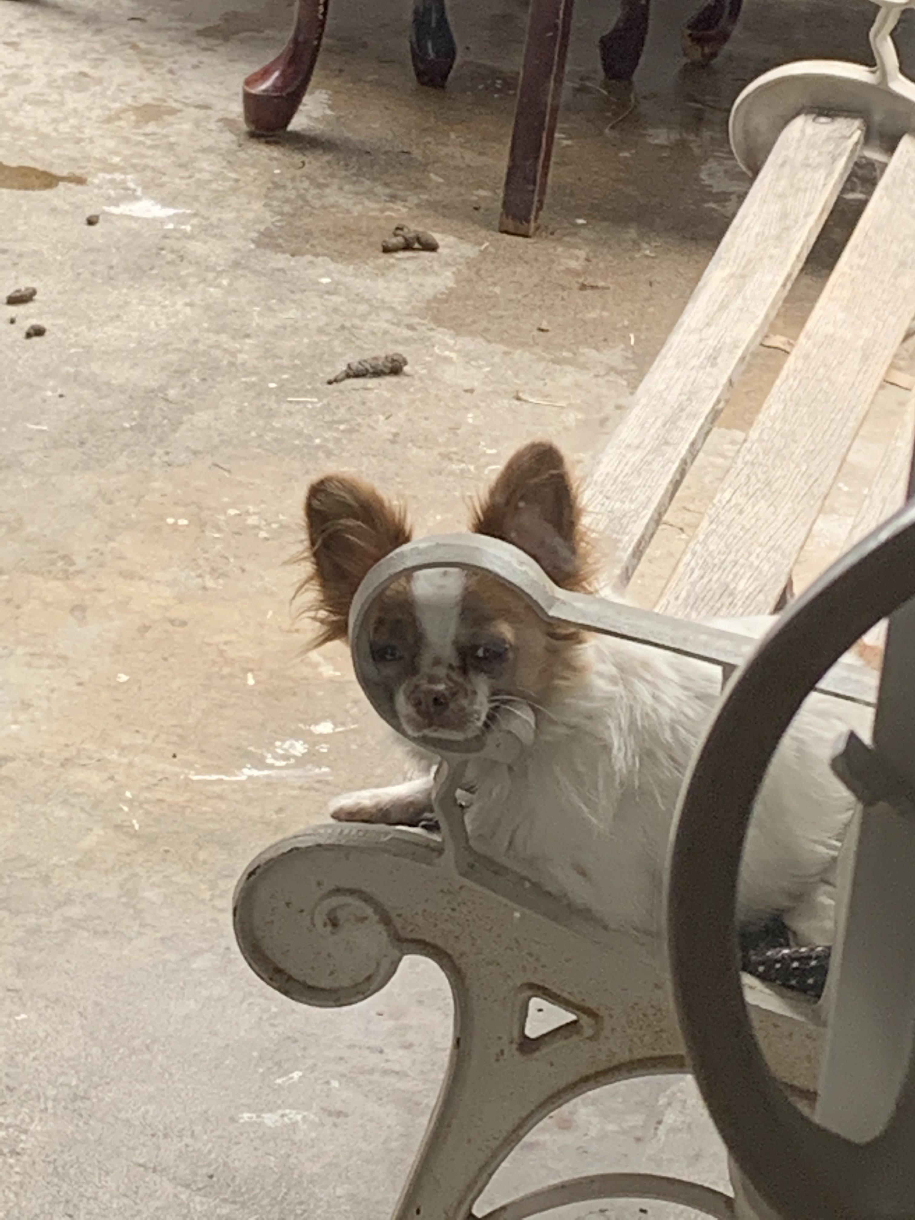 Chin rest | Scrolller