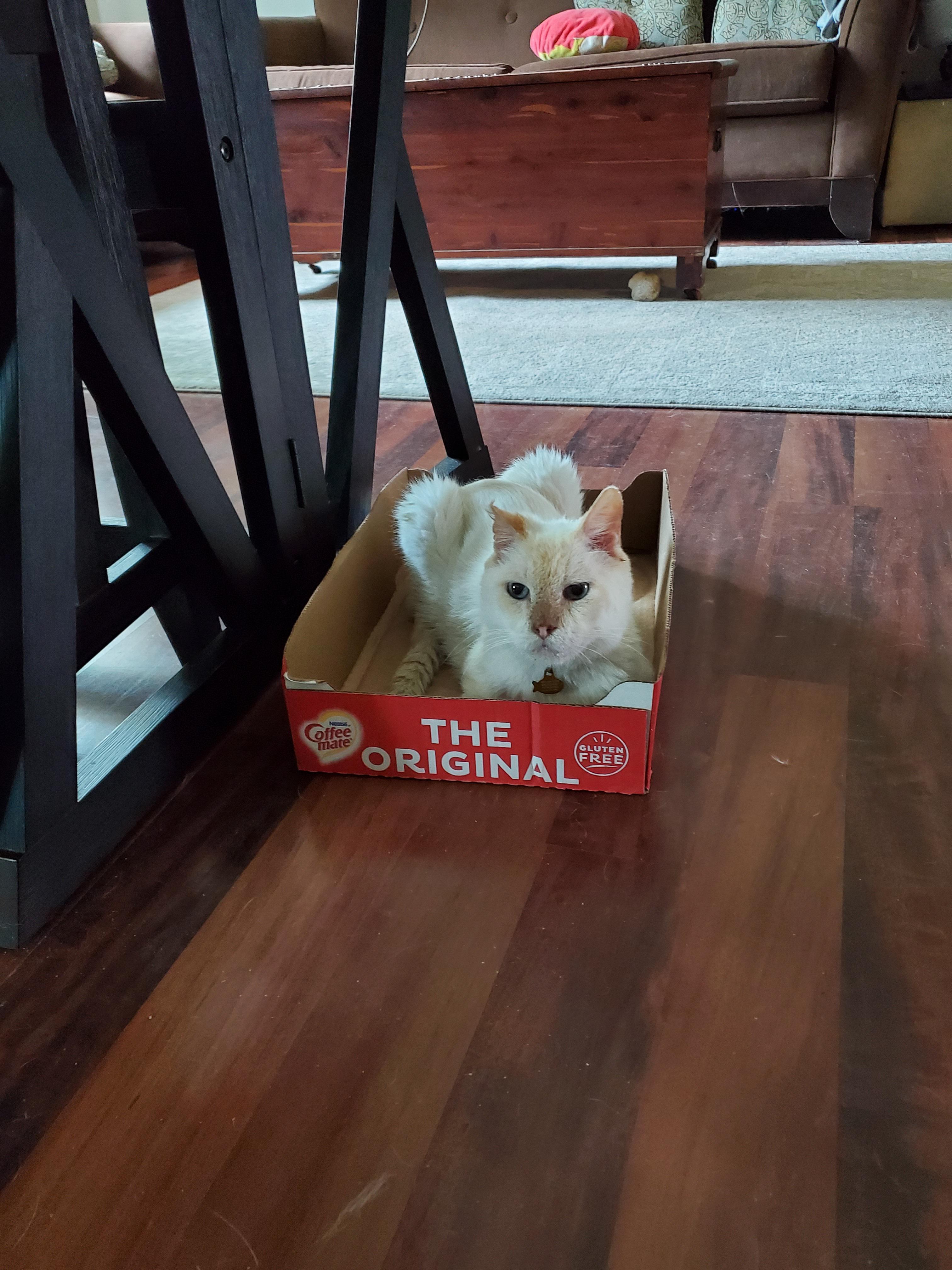 Chinese takeout reused box = one happy cat | Scrolller