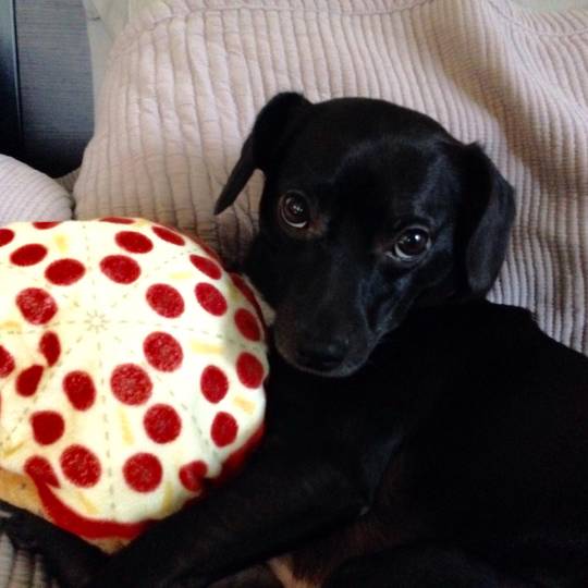 CHIWEENIE GOTH REALNESS | Scrolller