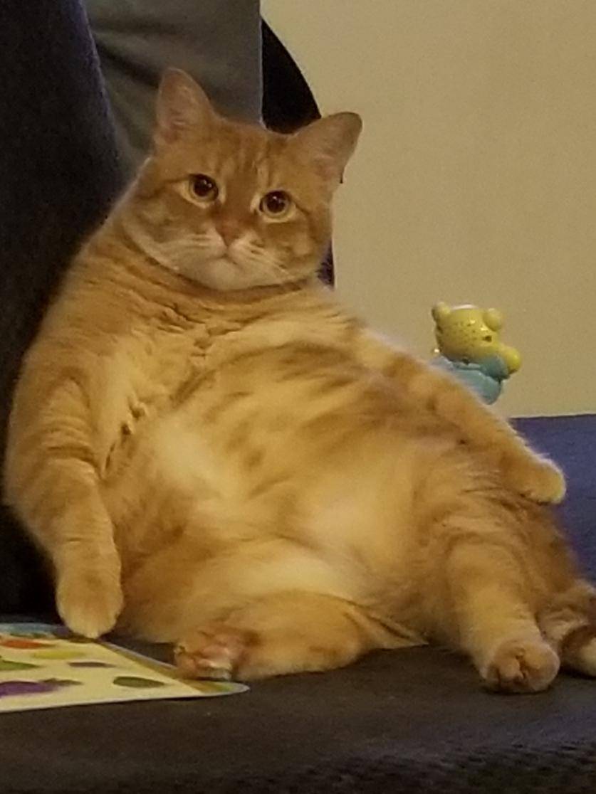 Chonk ginger | Scrolller
