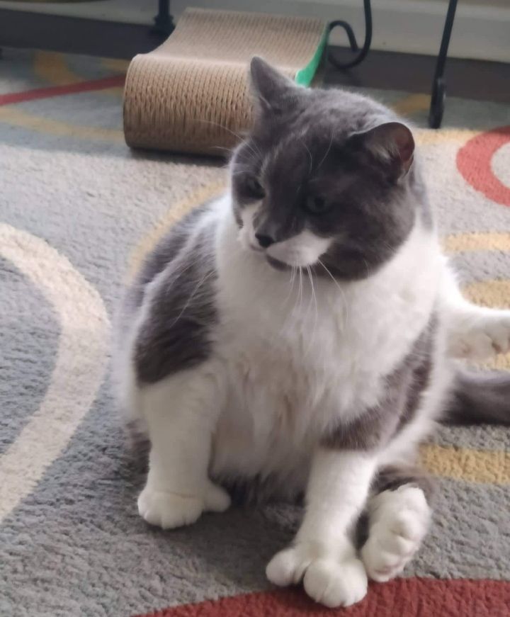 Chonky Thumber | Scrolller