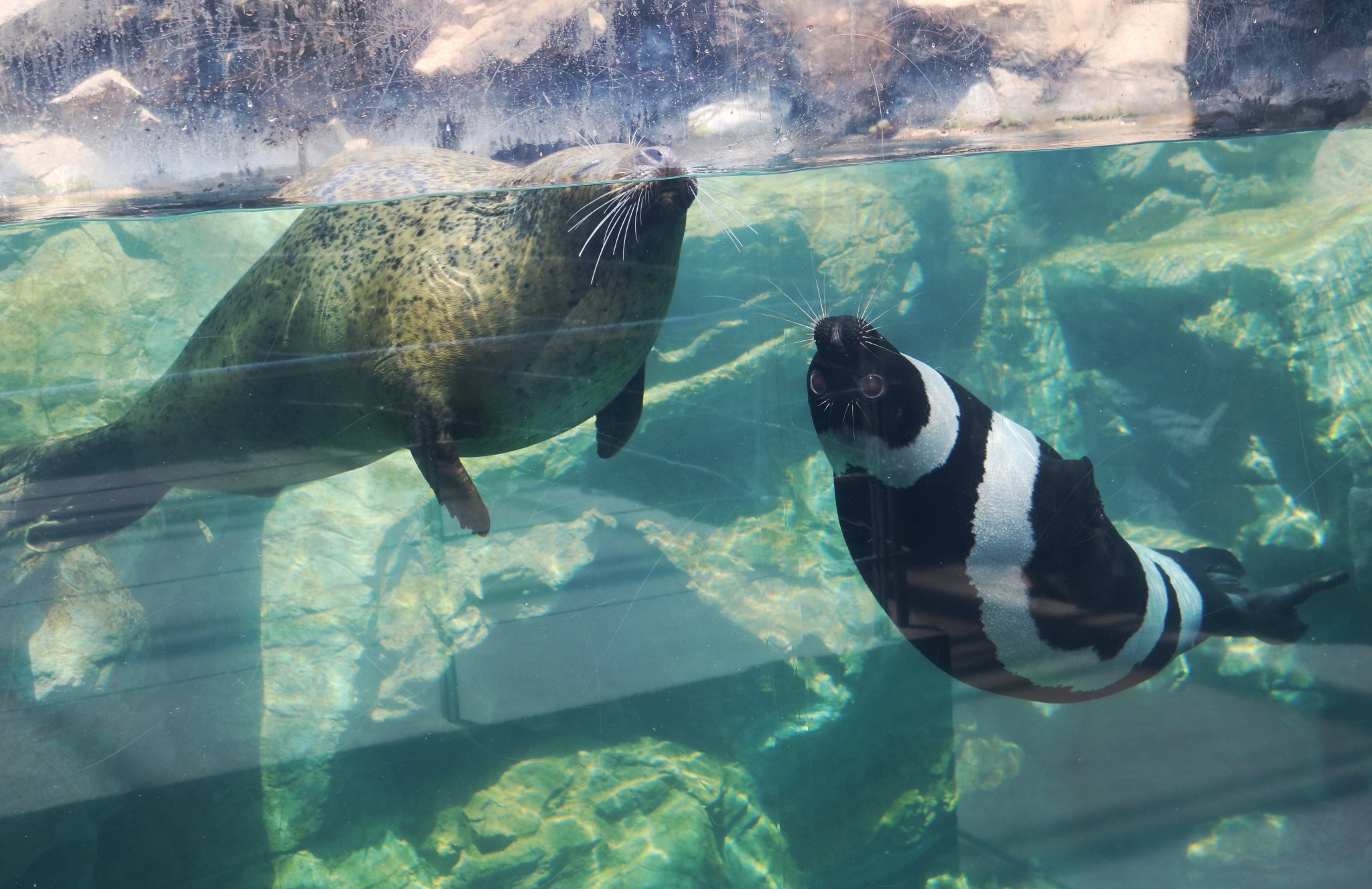 CHONKS UNITE | Scrolller