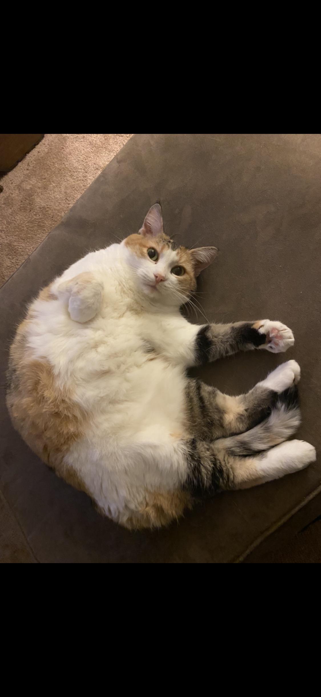 Chonky belly and toe beans | Scrolller