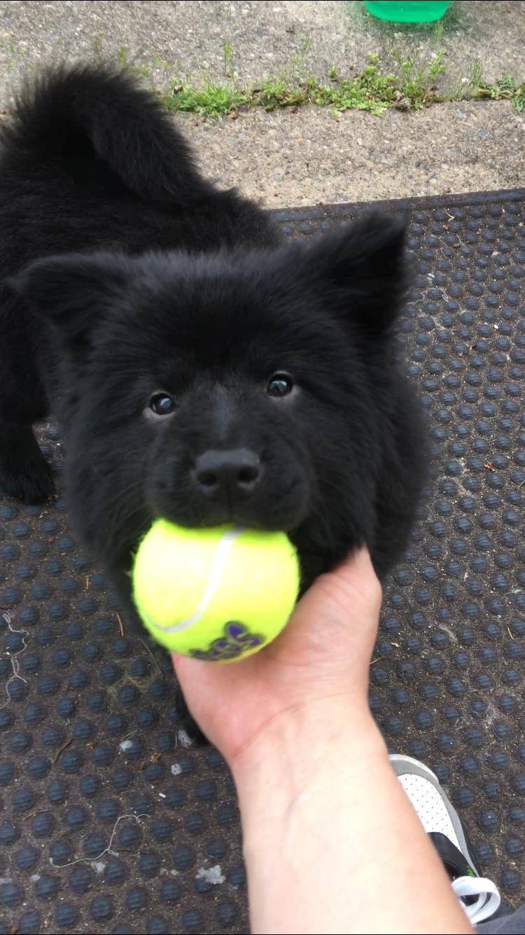 Chow Chow named Amaya | Scrolller