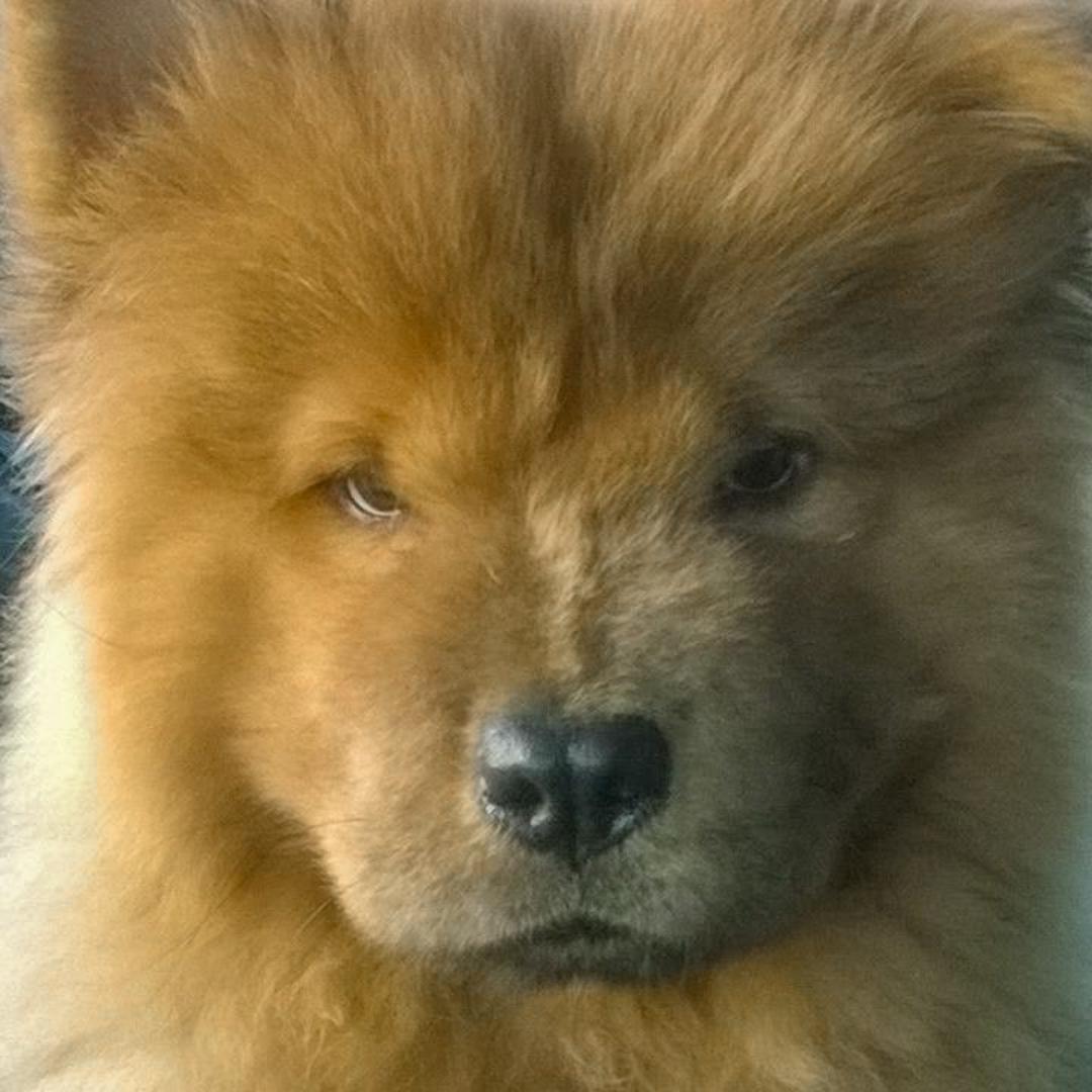 Chow puppie | Scrolller