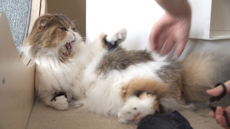 Chuchu isn't happy! | Scrolller