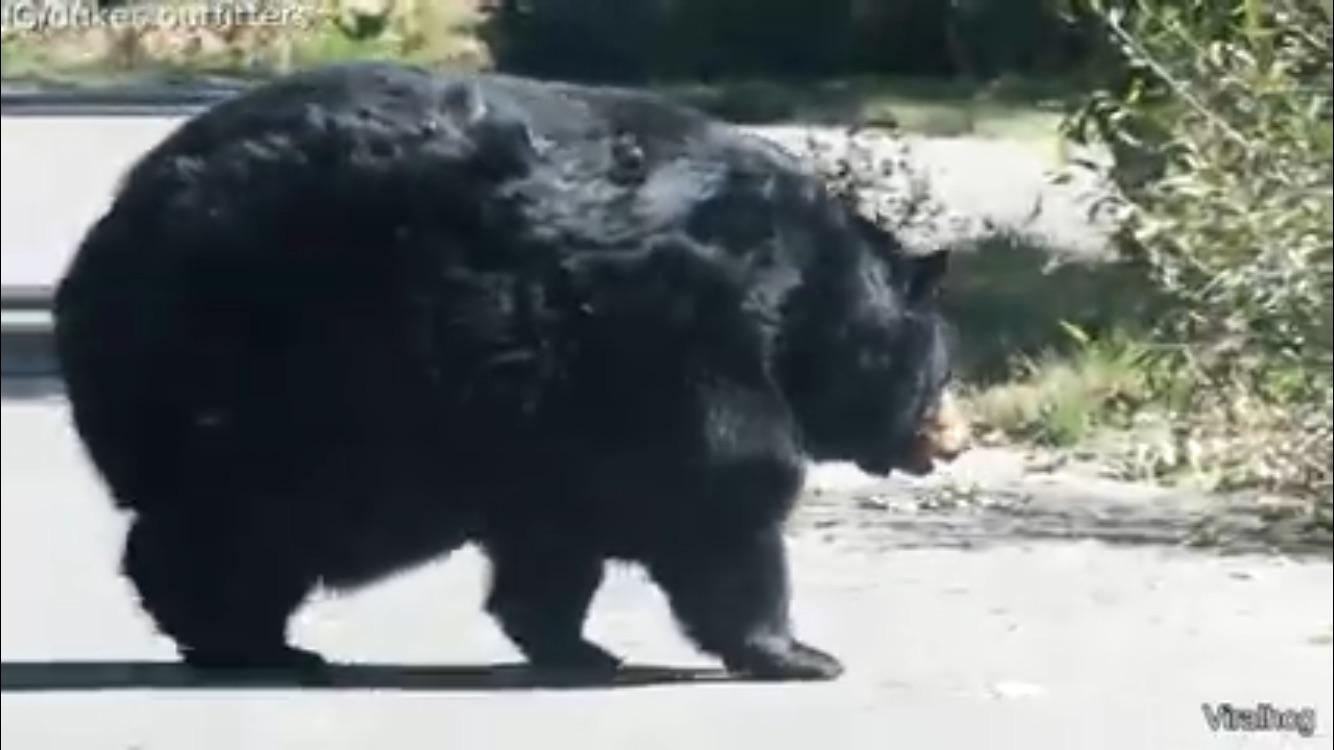 Chunky Bear | Scrolller