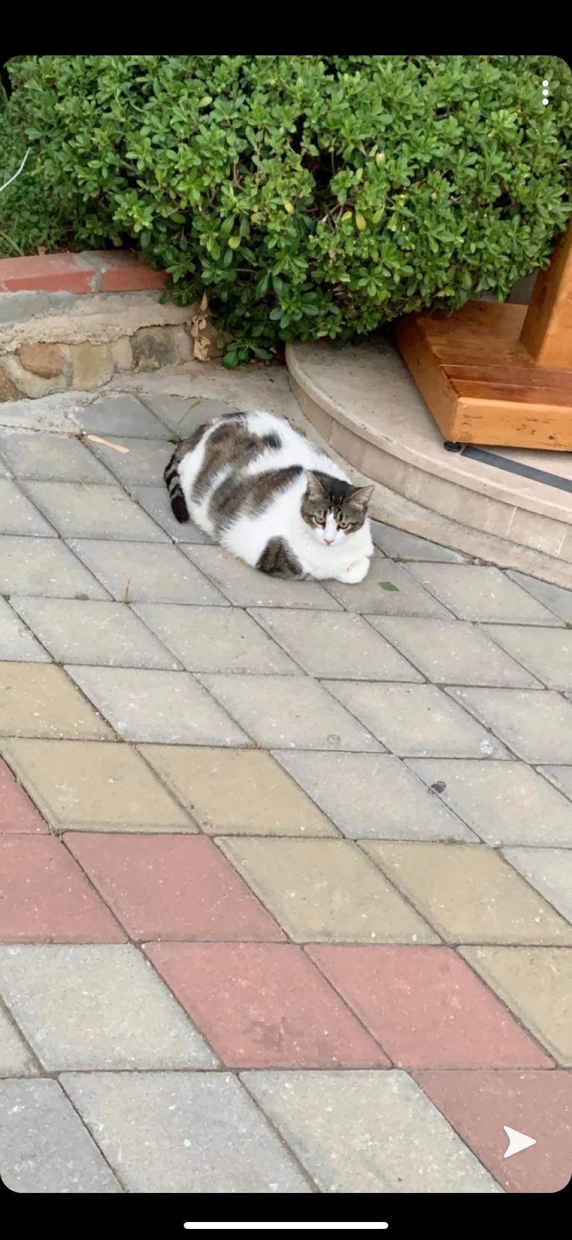 Chunky boi | Scrolller