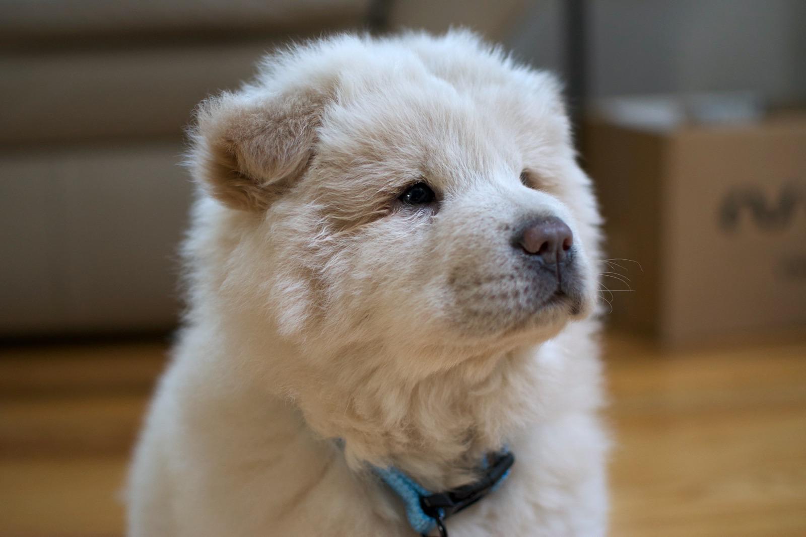 Chunky boy Koa | Scrolller