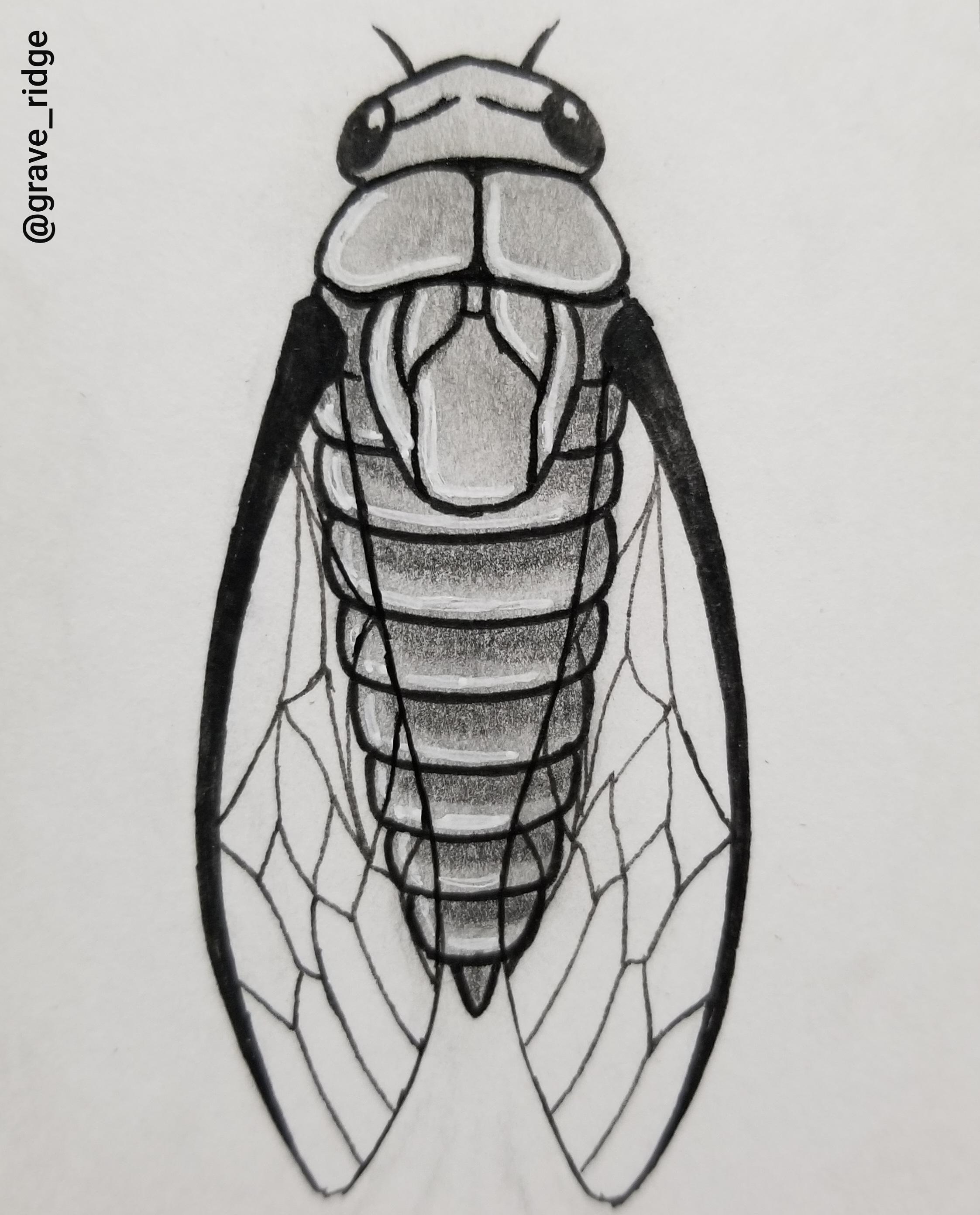 Cicada. | Scrolller