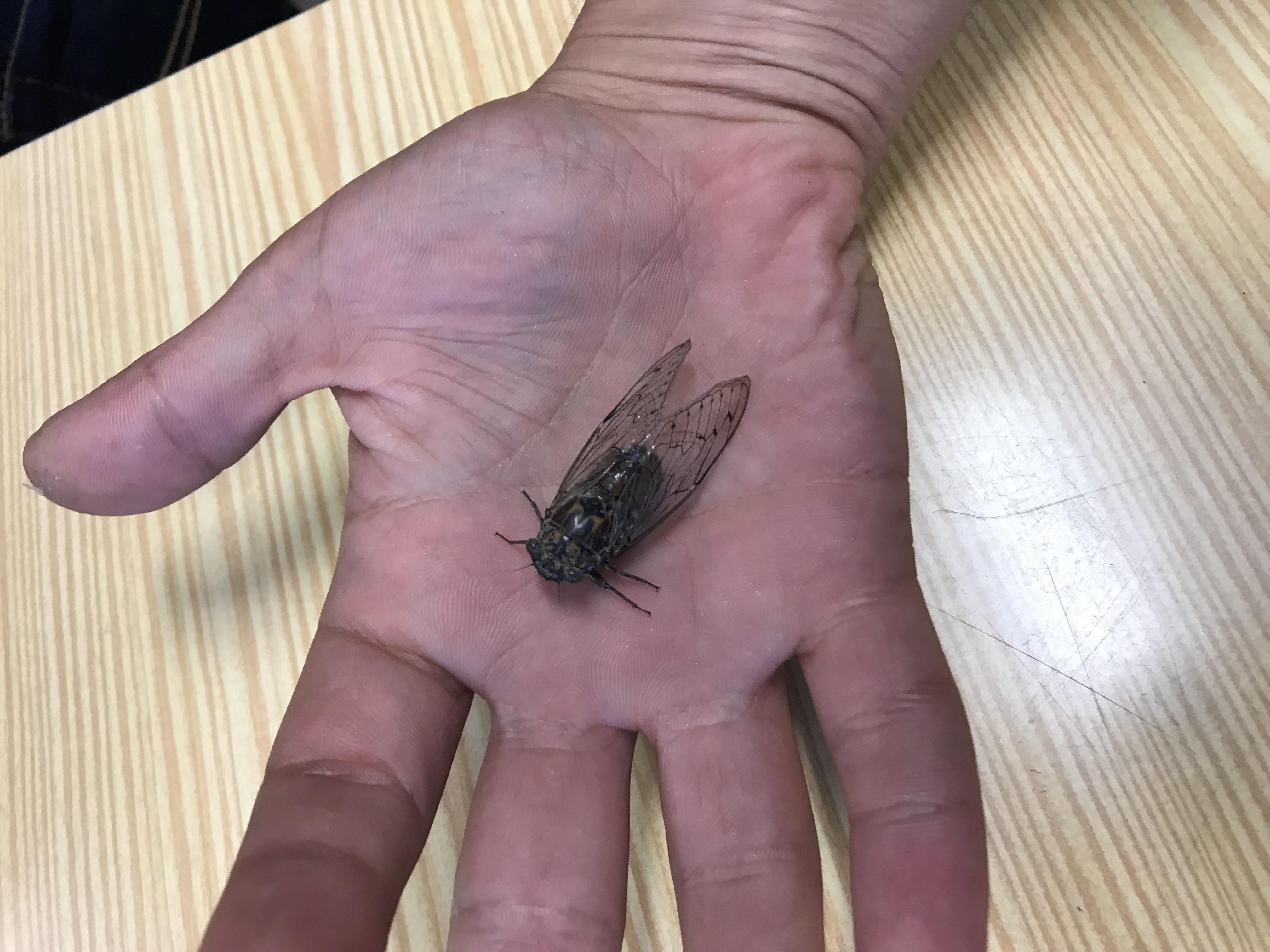 Cicada barbara | Scrolller