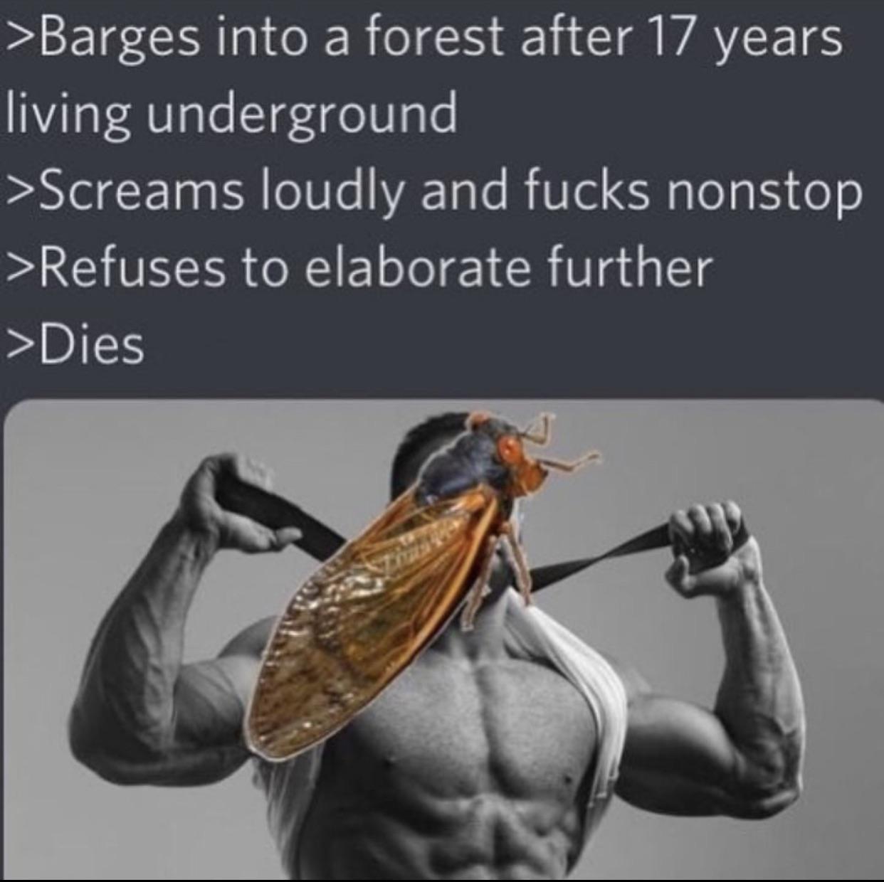Cicada Chad. | Scrolller