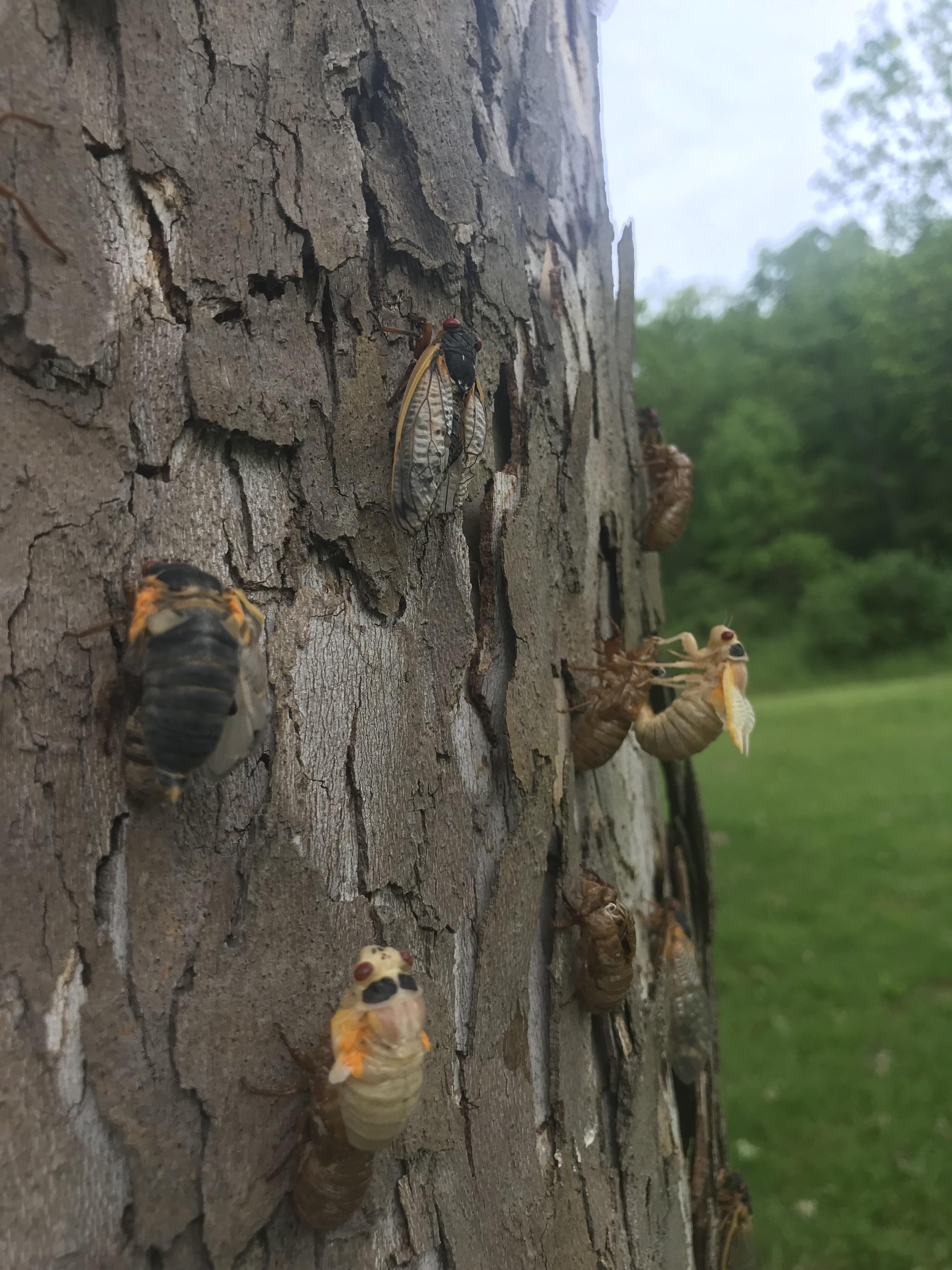 Cicadas emerging at Deer Lakes Park, Allegheny County | Scrolller
