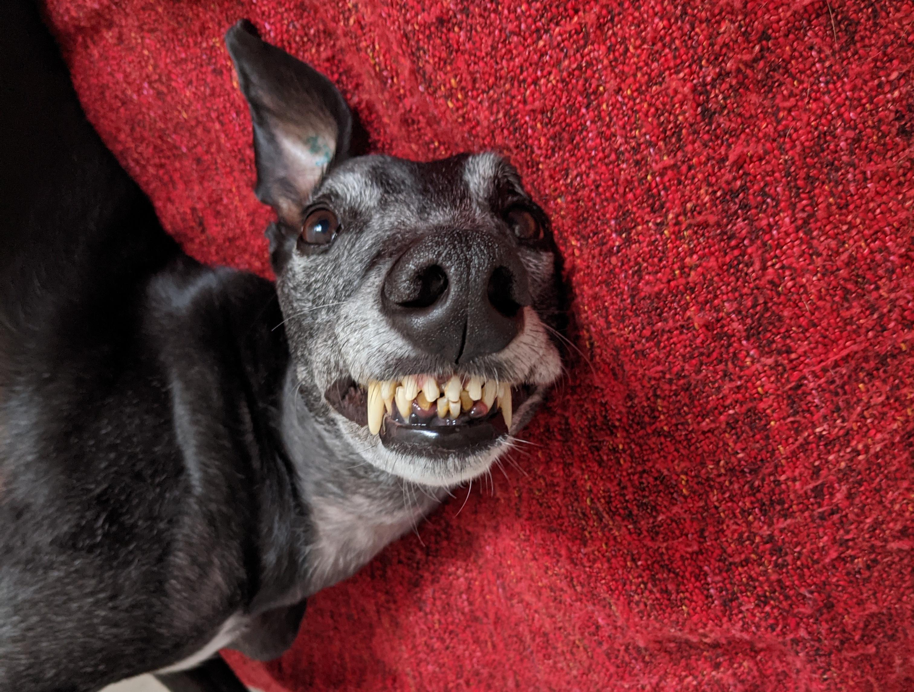 Classic greyhound | Scrolller