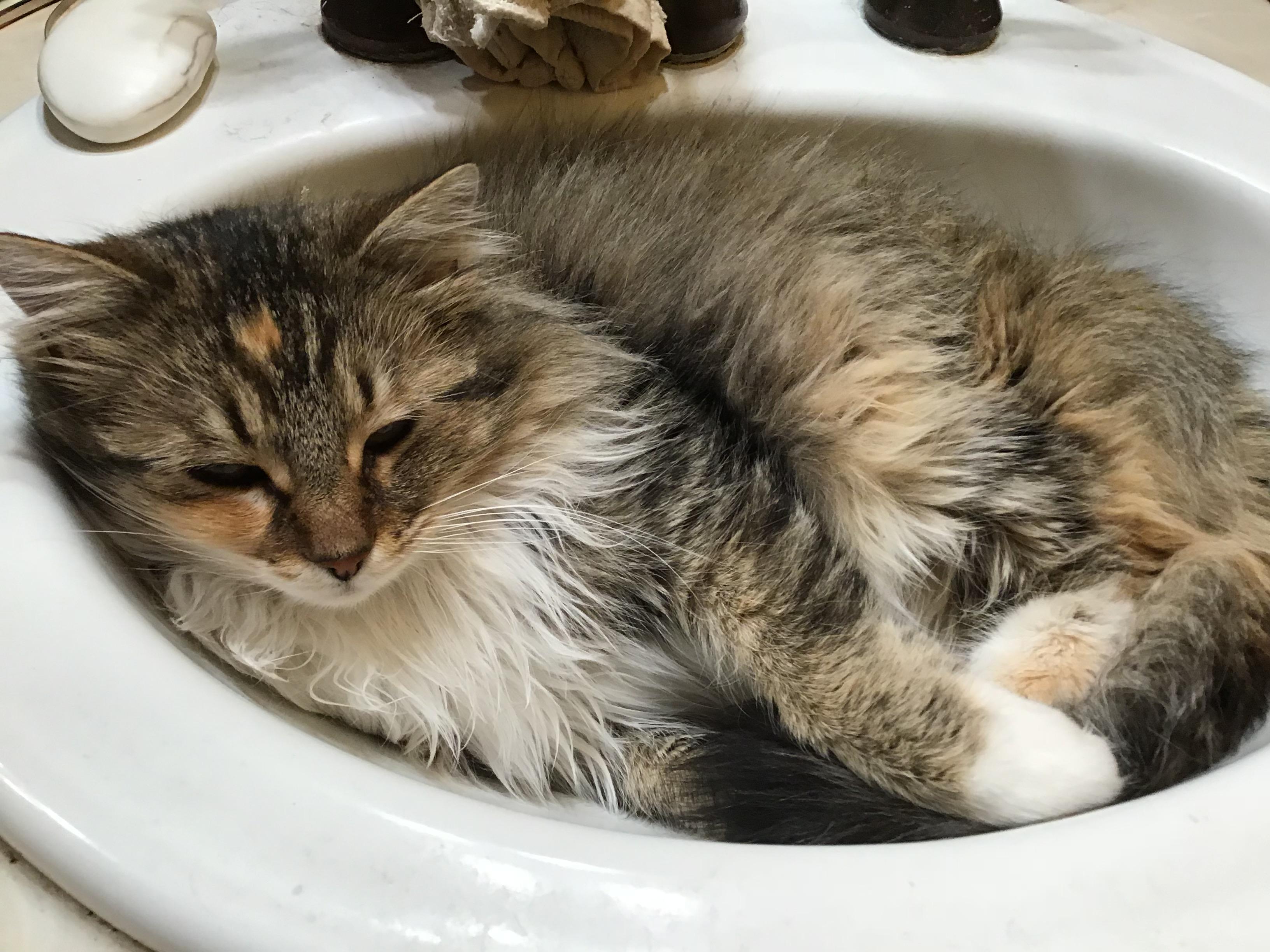 Classic sink trap. | Scrolller