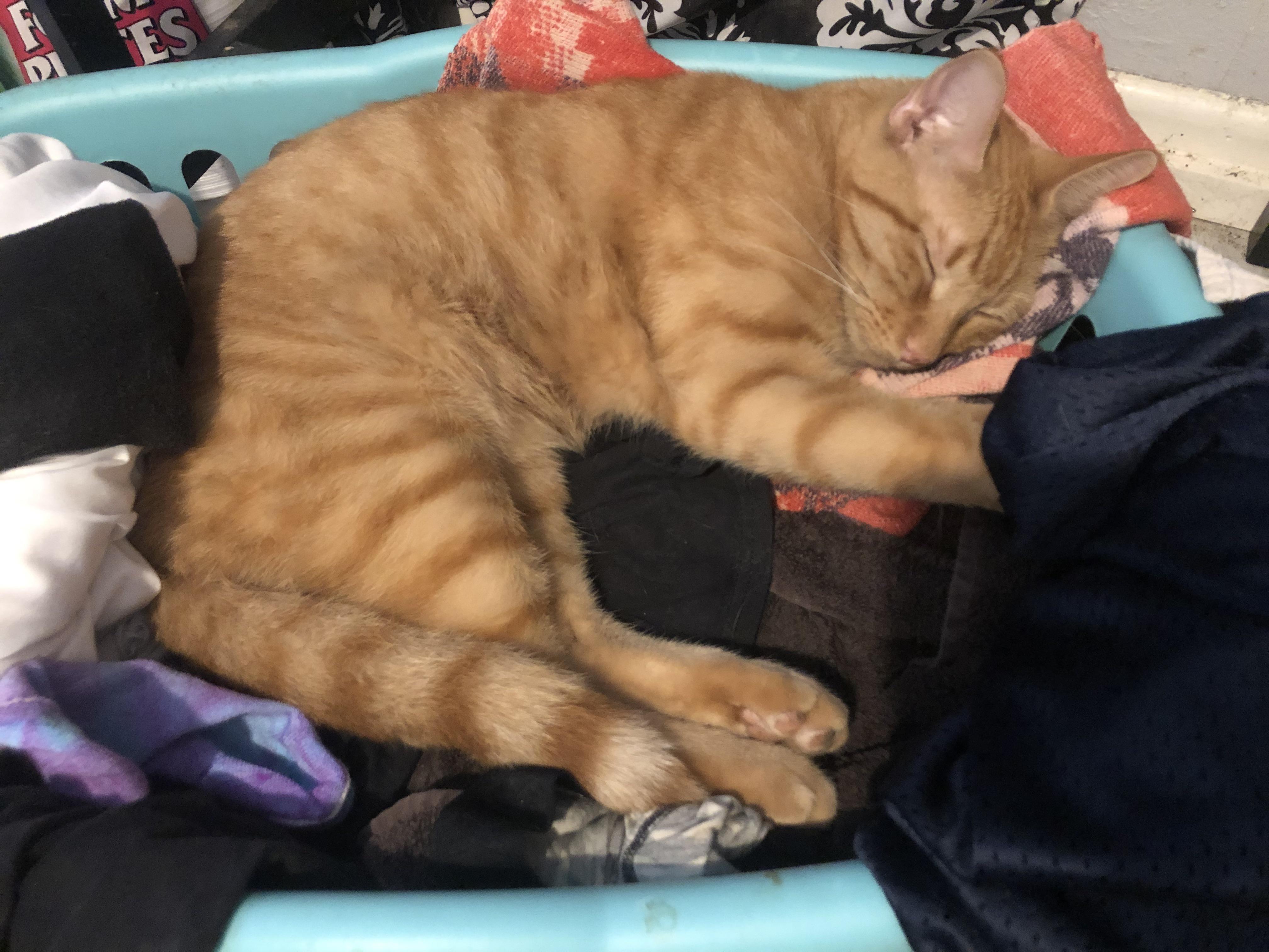 Clean clothes equals good naps | Scrolller