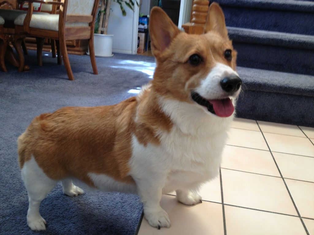 Clean corgi is a happy corgi | Scrolller