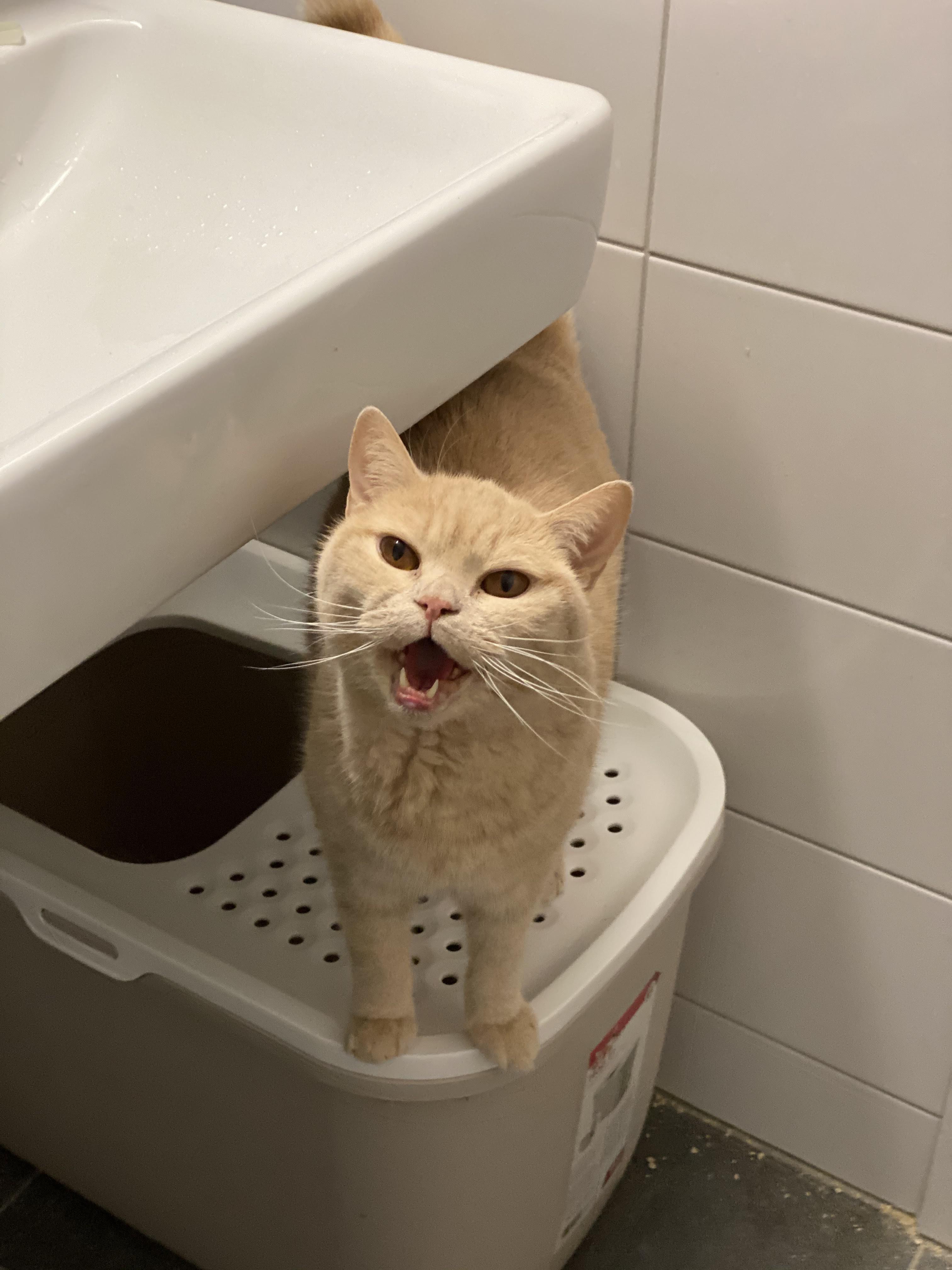 Clean up my poop, human! | Scrolller