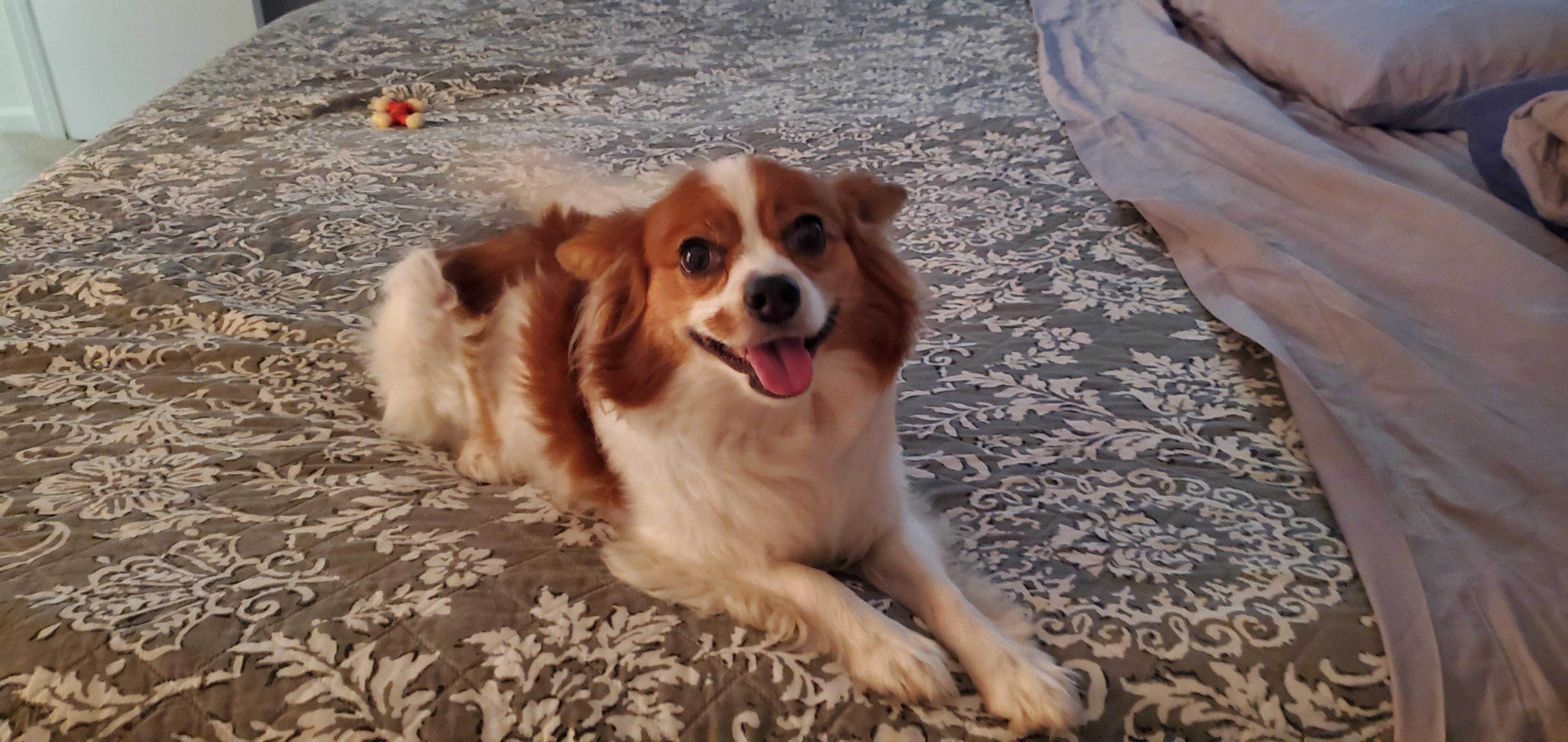 Cleaning break = Apollo petting session | Scrolller