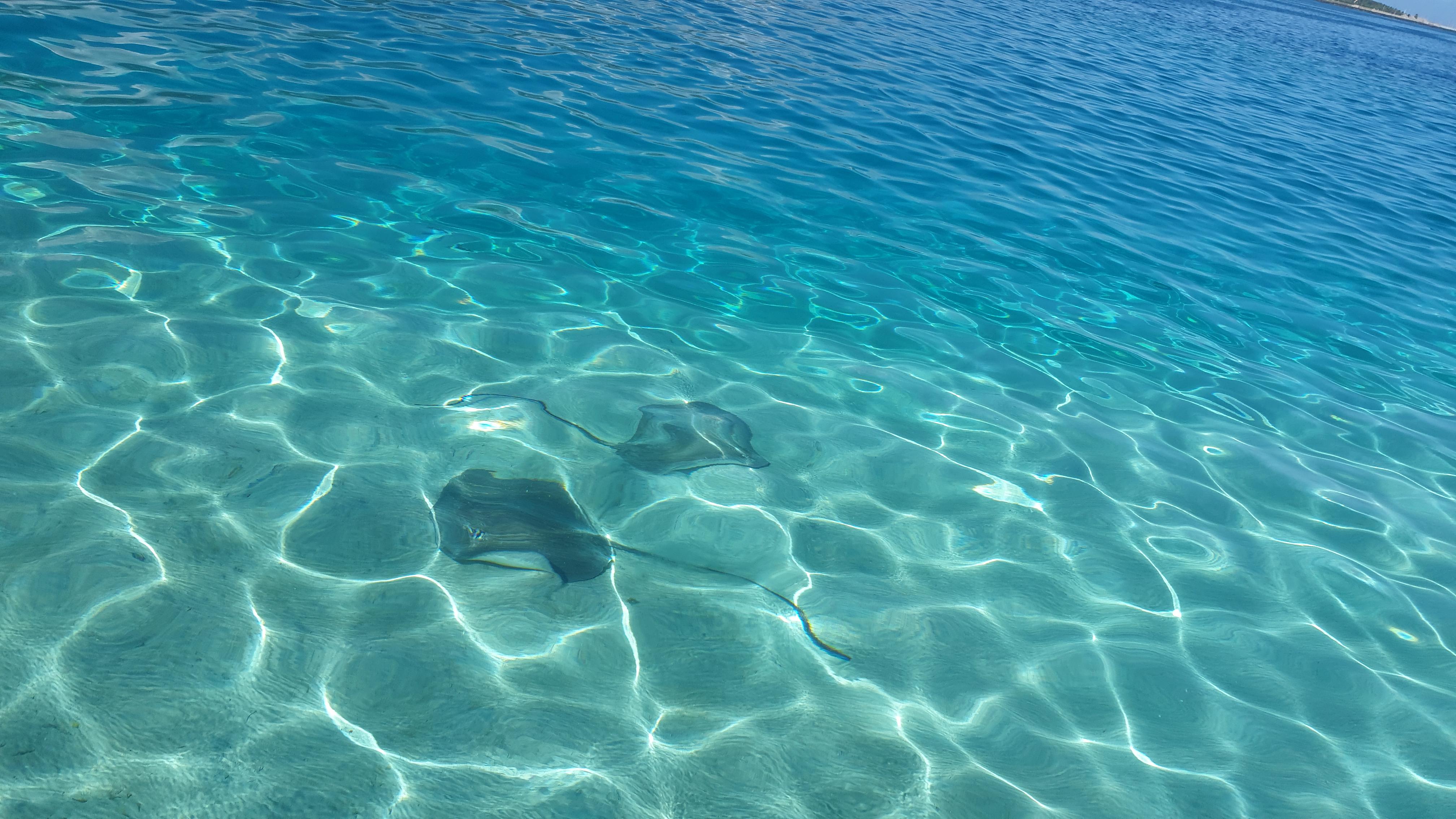 Clear water and rays 💙 | Scrolller