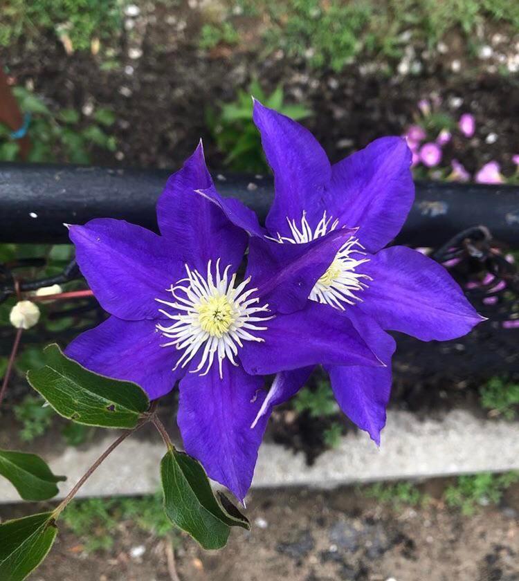 Clematis The Vagabond | Scrolller