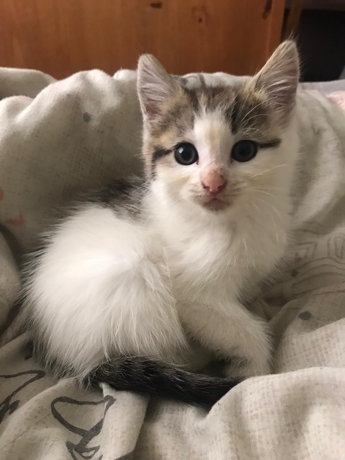 Cleo, a wee rescue. | Scrolller