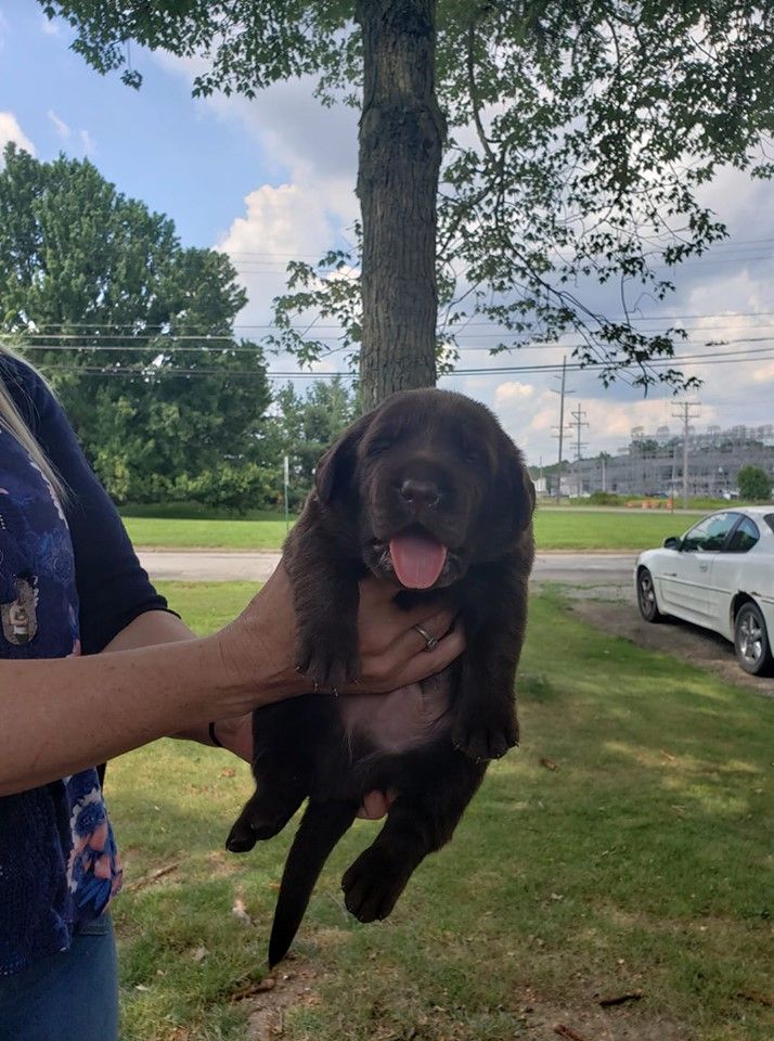 Cleveland Brown! My new Chocolate Lab pup! | Scrolller