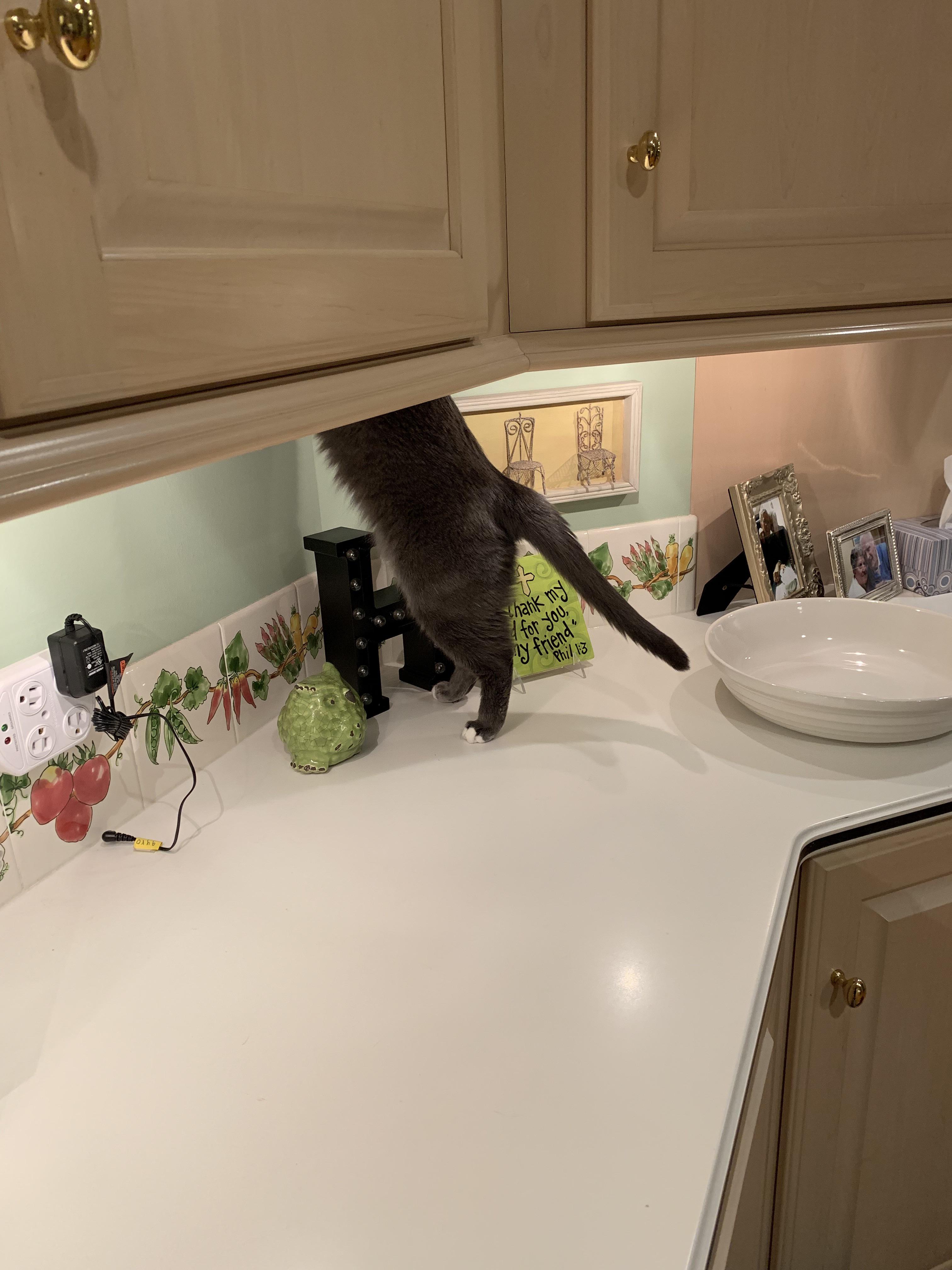 Climbing into the cat dimension | Scrolller