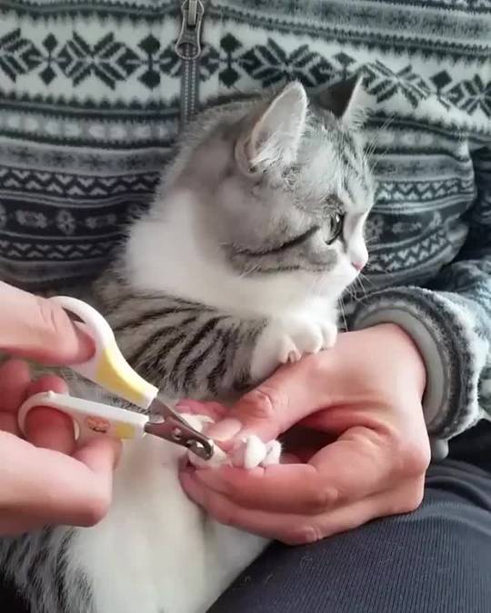 Clipping tiny claws | Scrolller