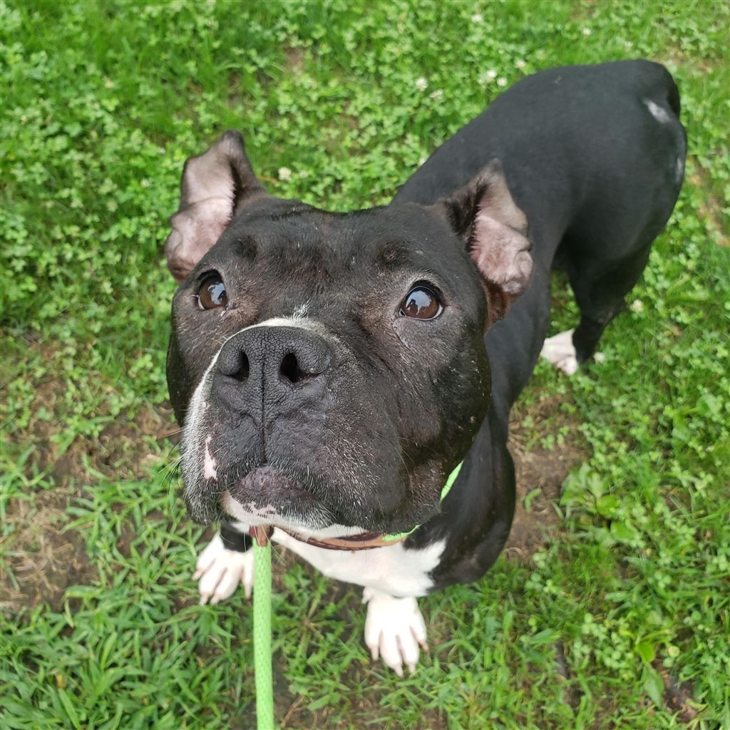 close look dog | Scrolller